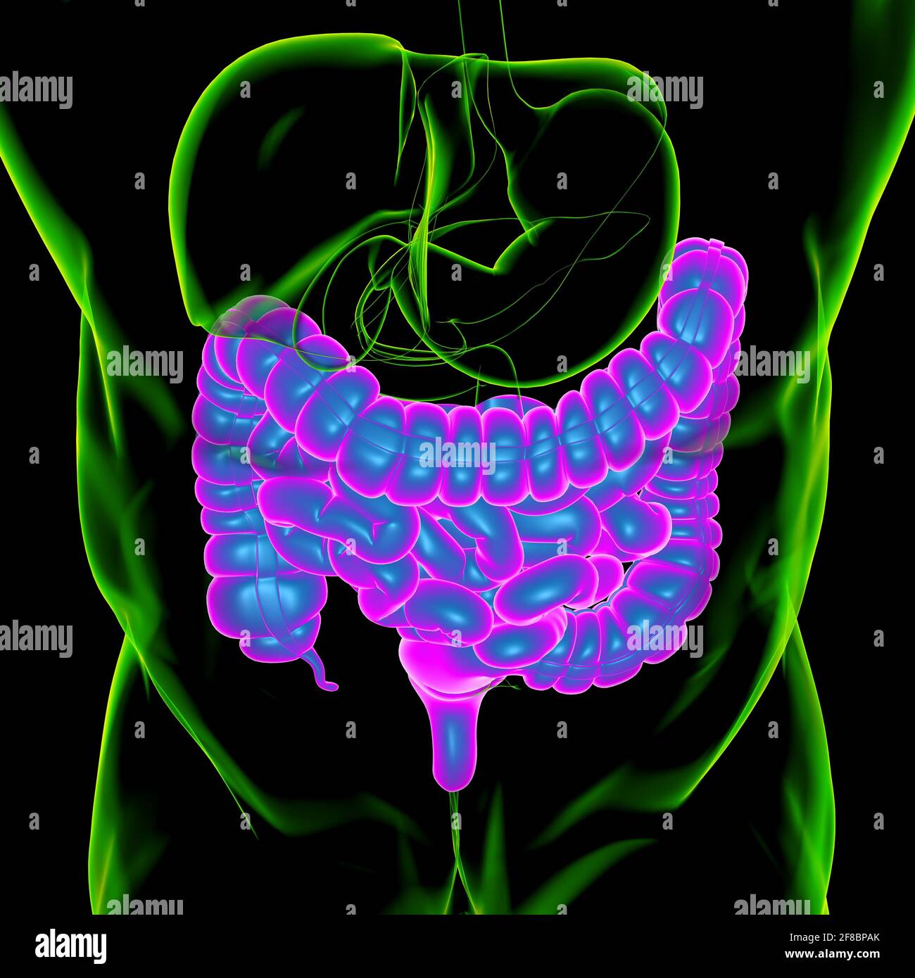 Small and Large Intestine 3D Illustration Human Digestive System ...