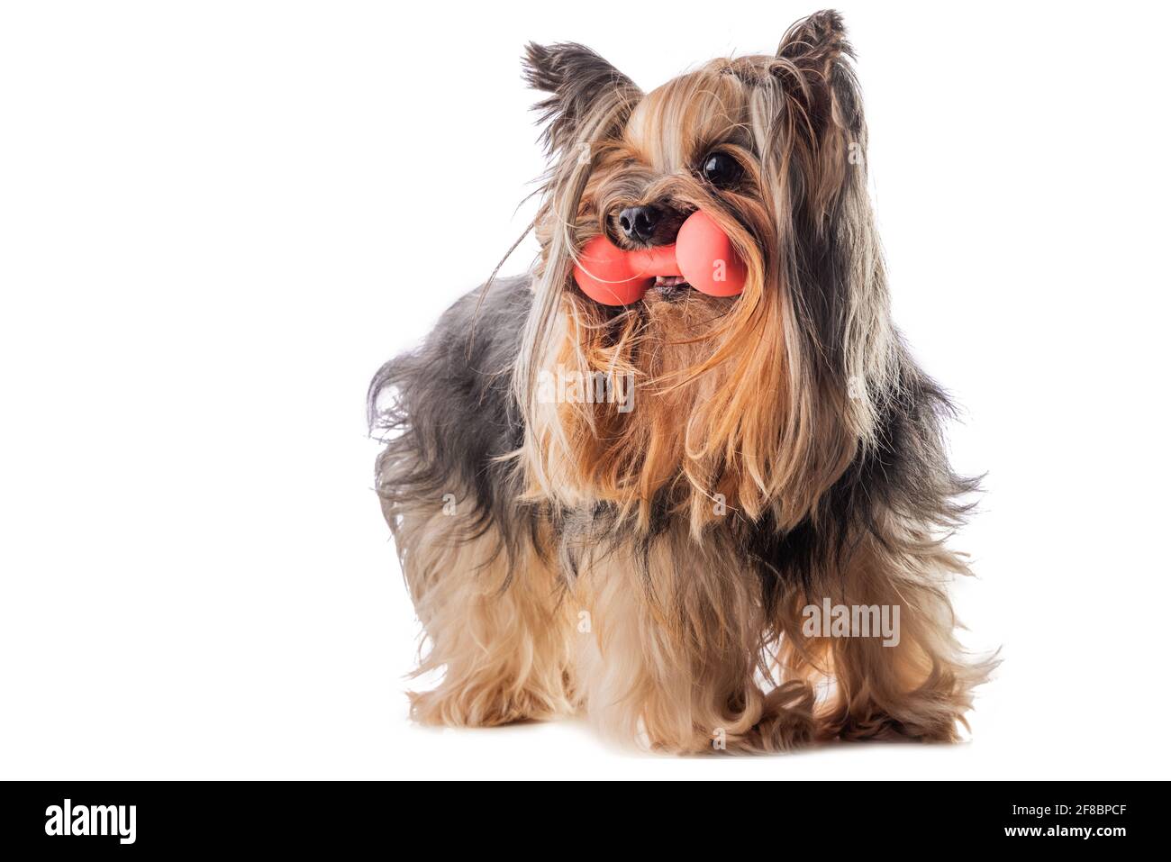 Smiling yorkshire terrier hi-res stock photography and images - Alamy