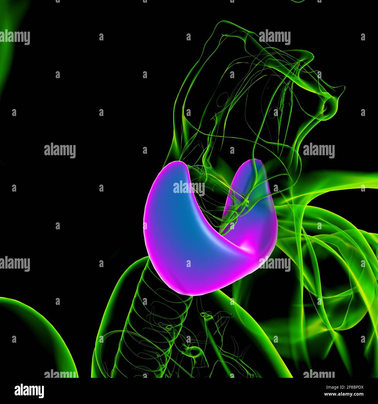 Thyroid Gland Anatomy For Medical Concept 3D Illustration Stock Photo ...