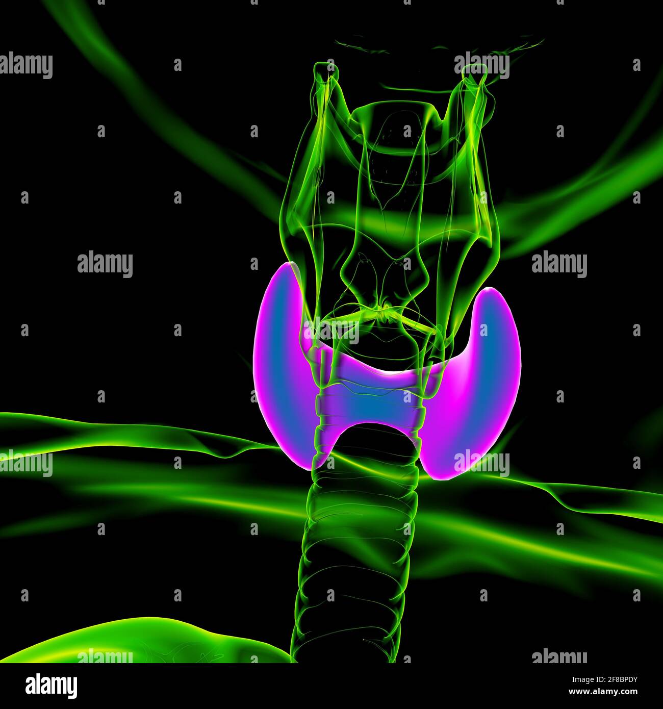 Thyroid Gland Anatomy For Medical Concept 3D Illustration Stock Photo ...