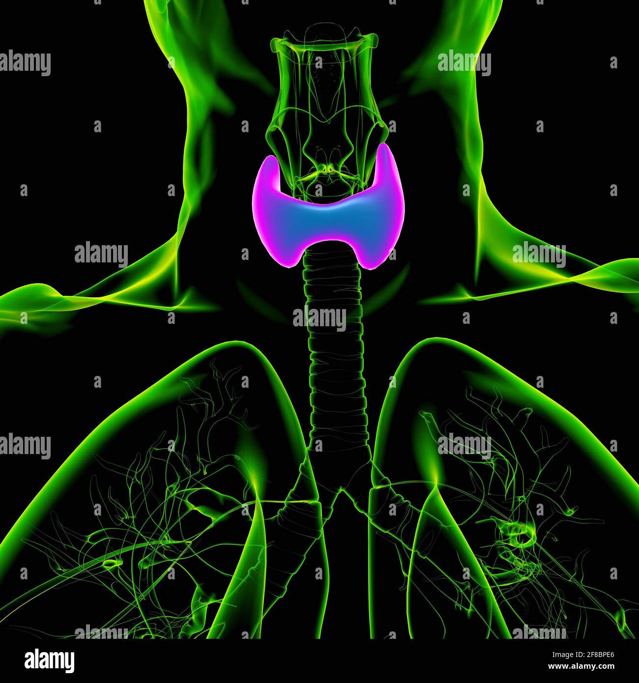 Thyroid Gland Anatomy For Medical Concept 3D Illustration Stock Photo ...