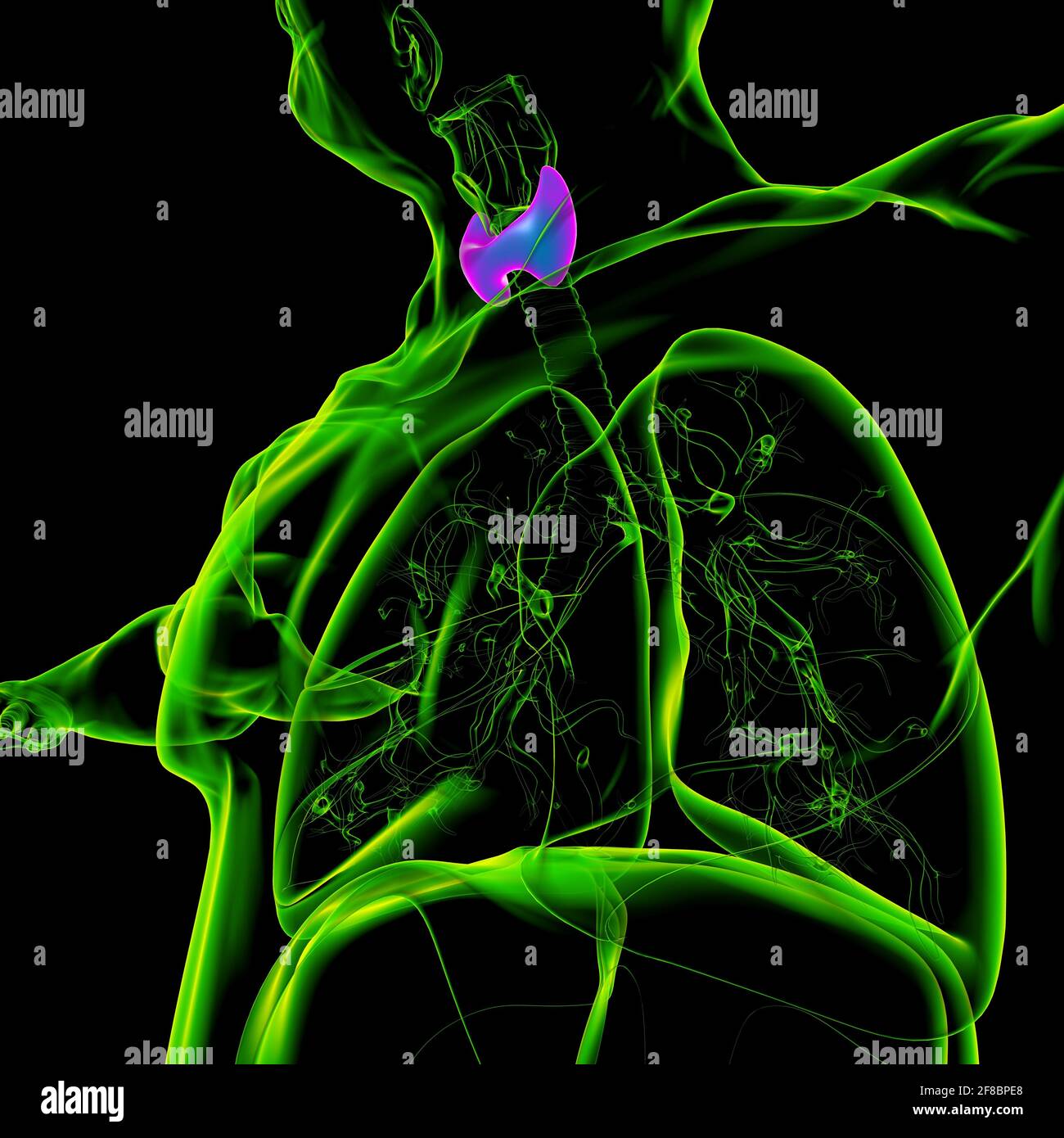 Thyroid Gland Anatomy For Medical Concept 3D Illustration Stock Photo ...