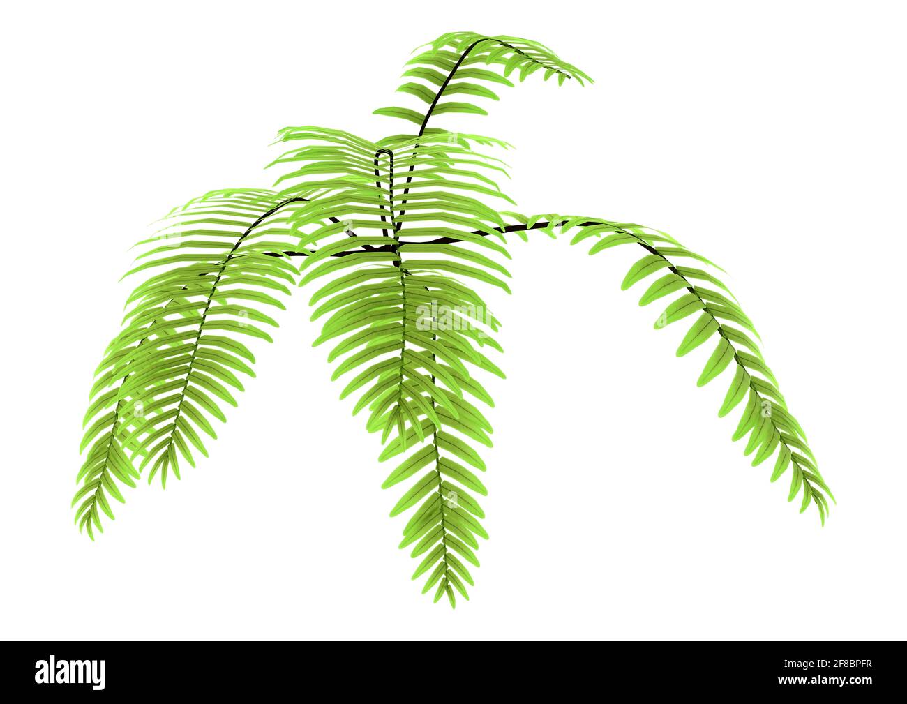 3D rendering of a green fern plant isolated on white background Stock ...