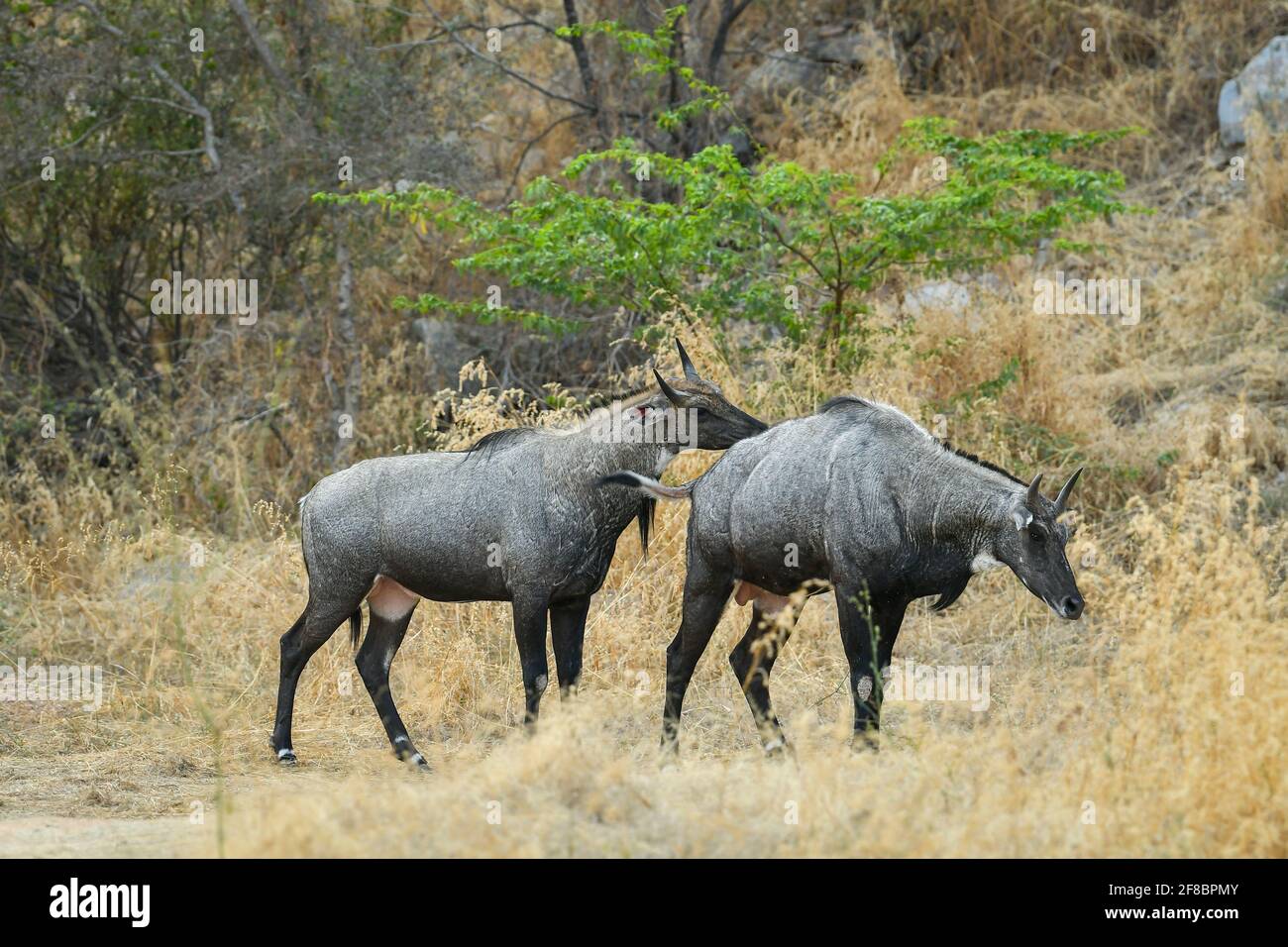 Two adult male nilgai or blue bull or Boselaphus tragocamelus Largest ...