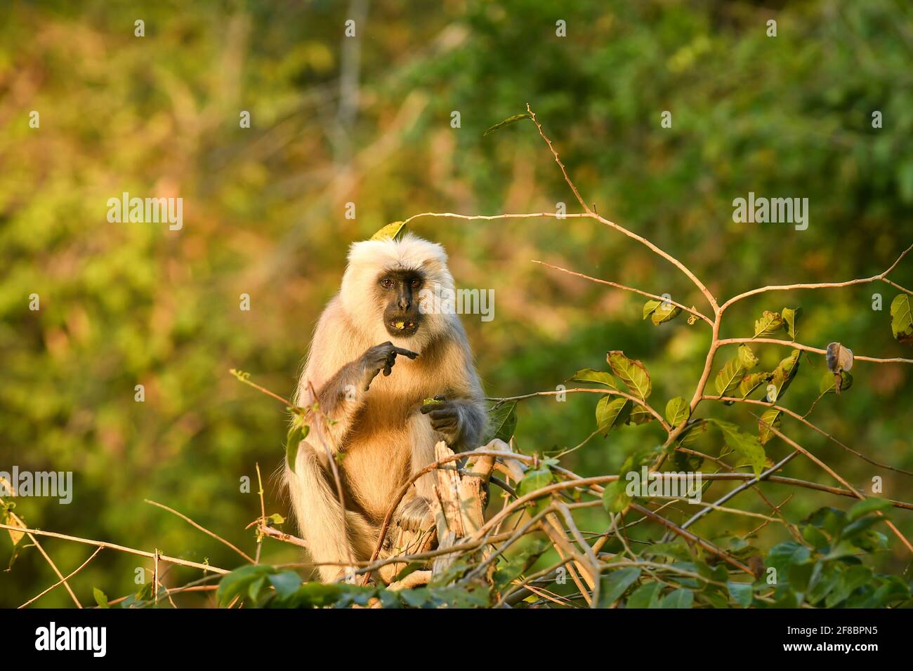 Langur corbett hi-res stock photography and images - Alamy