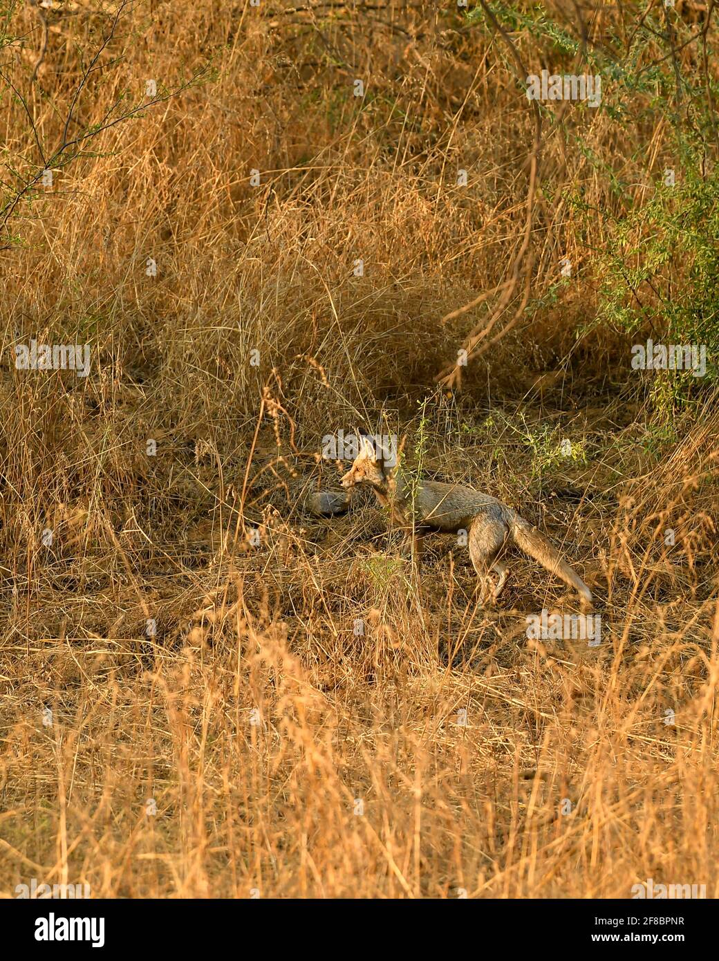 white footed fox or desert fox or vulpes vulpes pusilla running in ...