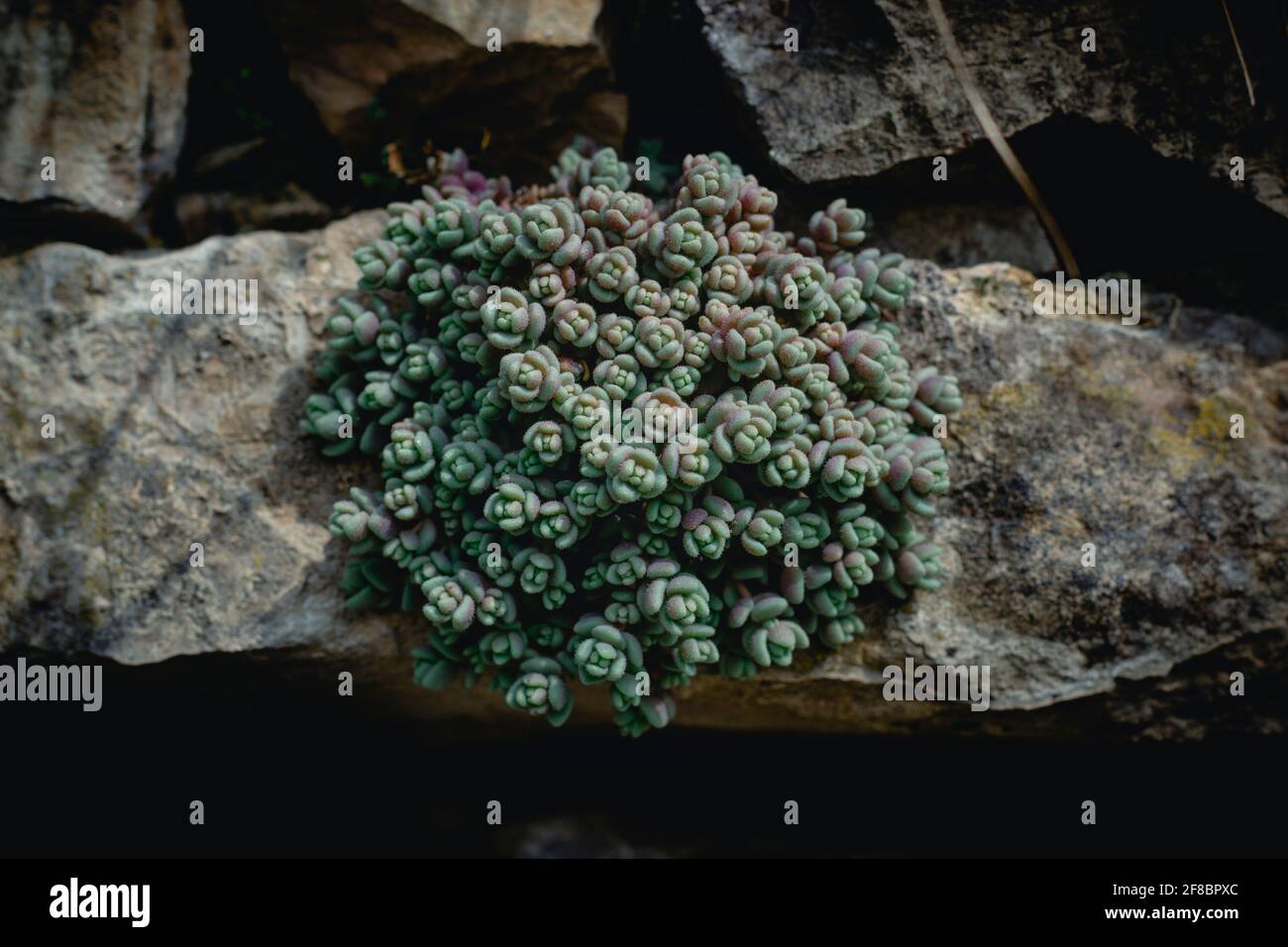 Plant in between the rocks hi-res stock photography and images - Alamy
