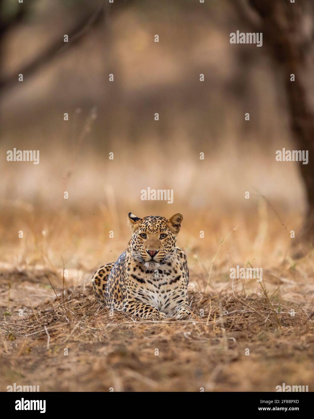 Indian wild male leopard or panther with eye contact during outdoor ...