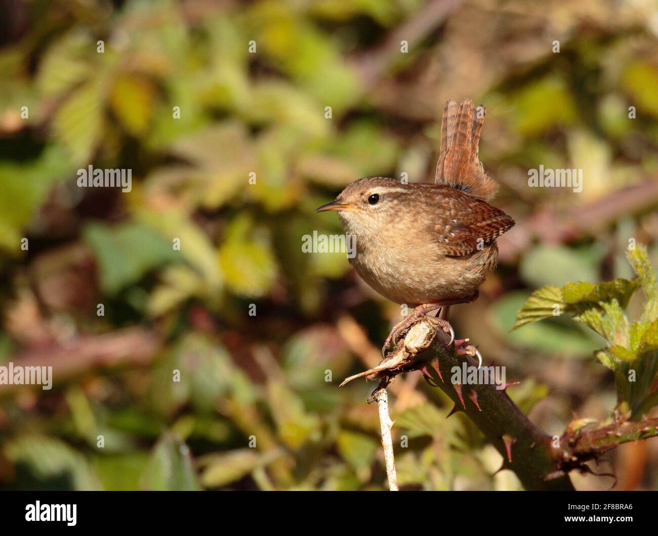 European wren flying hi-res stock photography and images - Alamy