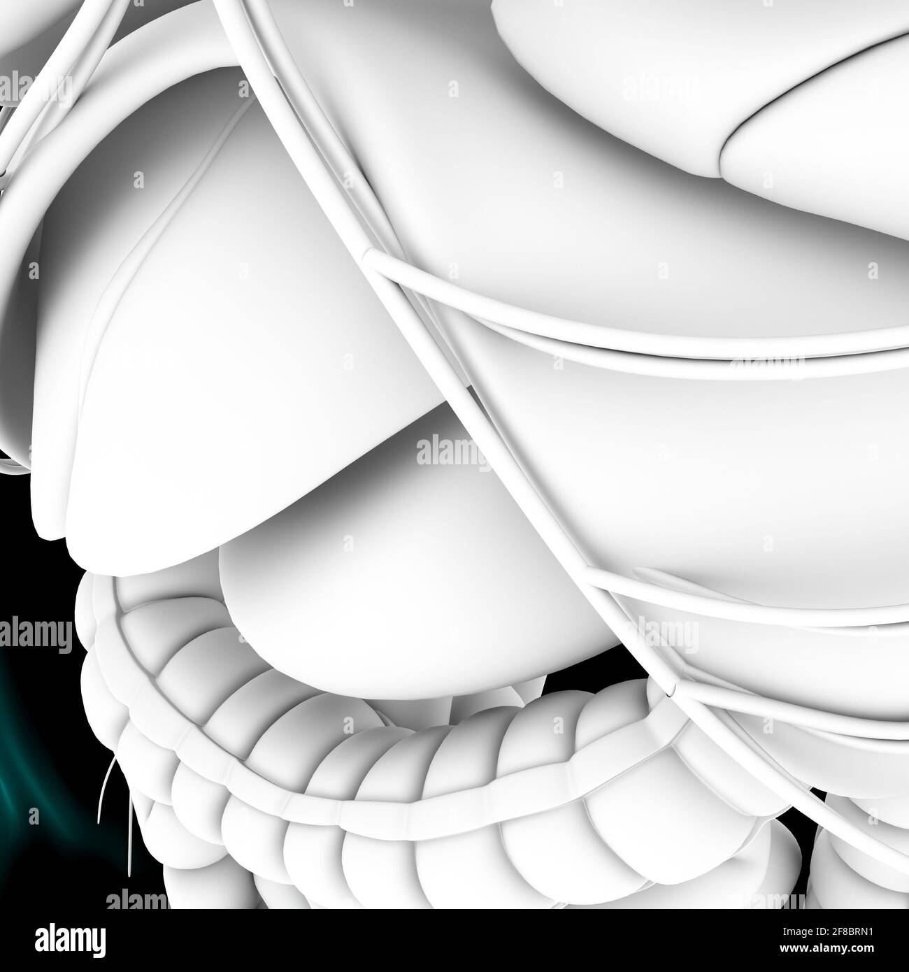 Gall Bladder Human Digestive System Anatomy For Medical Concept 3D ...