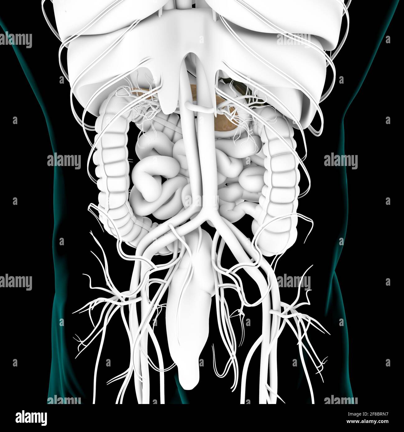 Gall Bladder Human Digestive System Anatomy For Medical Concept 3D ...