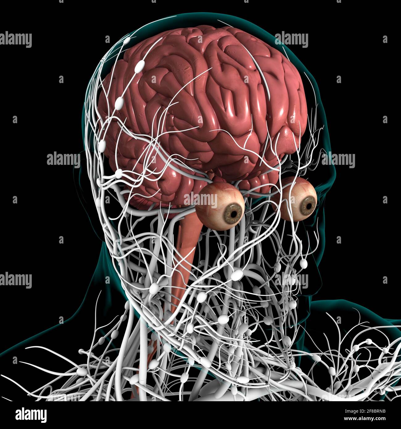 Human Brain Anatomy 3d