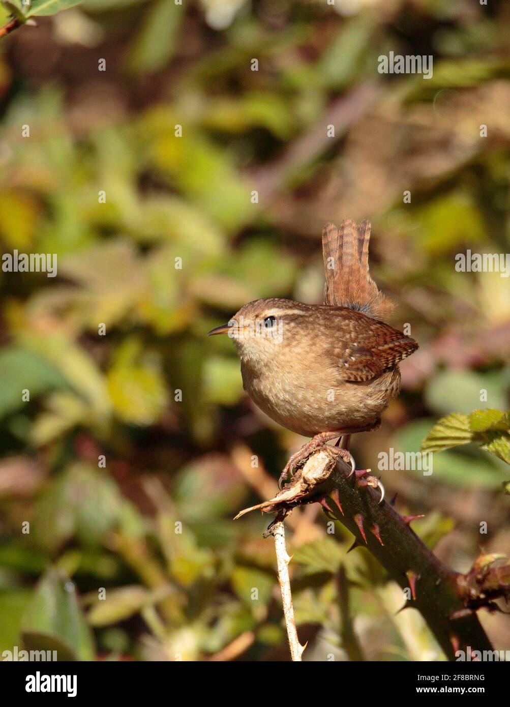 Wren bird ireland hi-res stock photography and images - Alamy