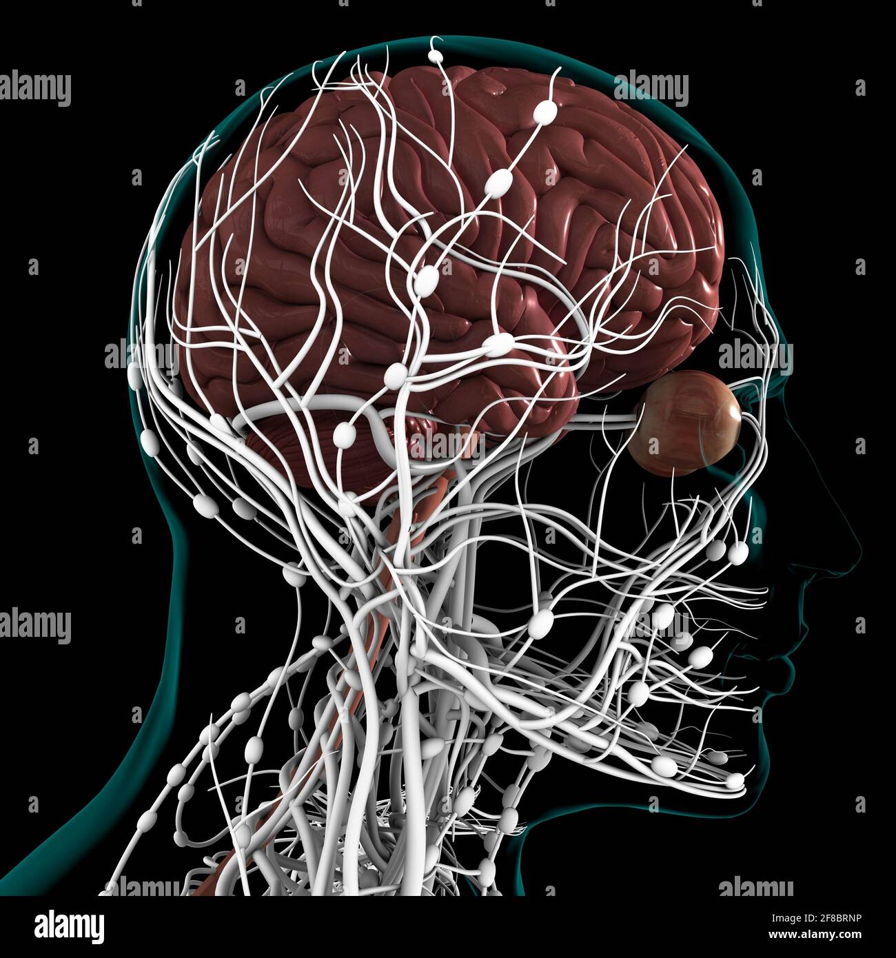 Human Brain Anatomy For Medical Concept 3D Illustration Stock Photo - Alamy