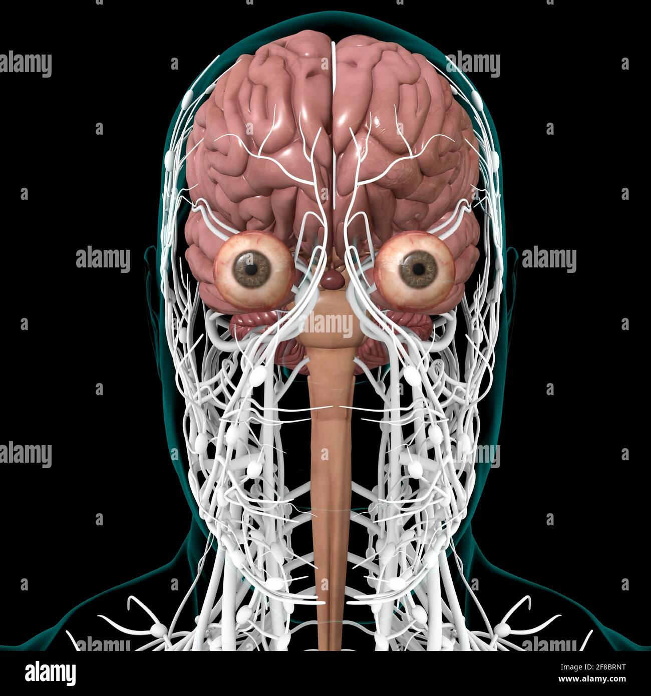 Human Brain Anatomy 3d