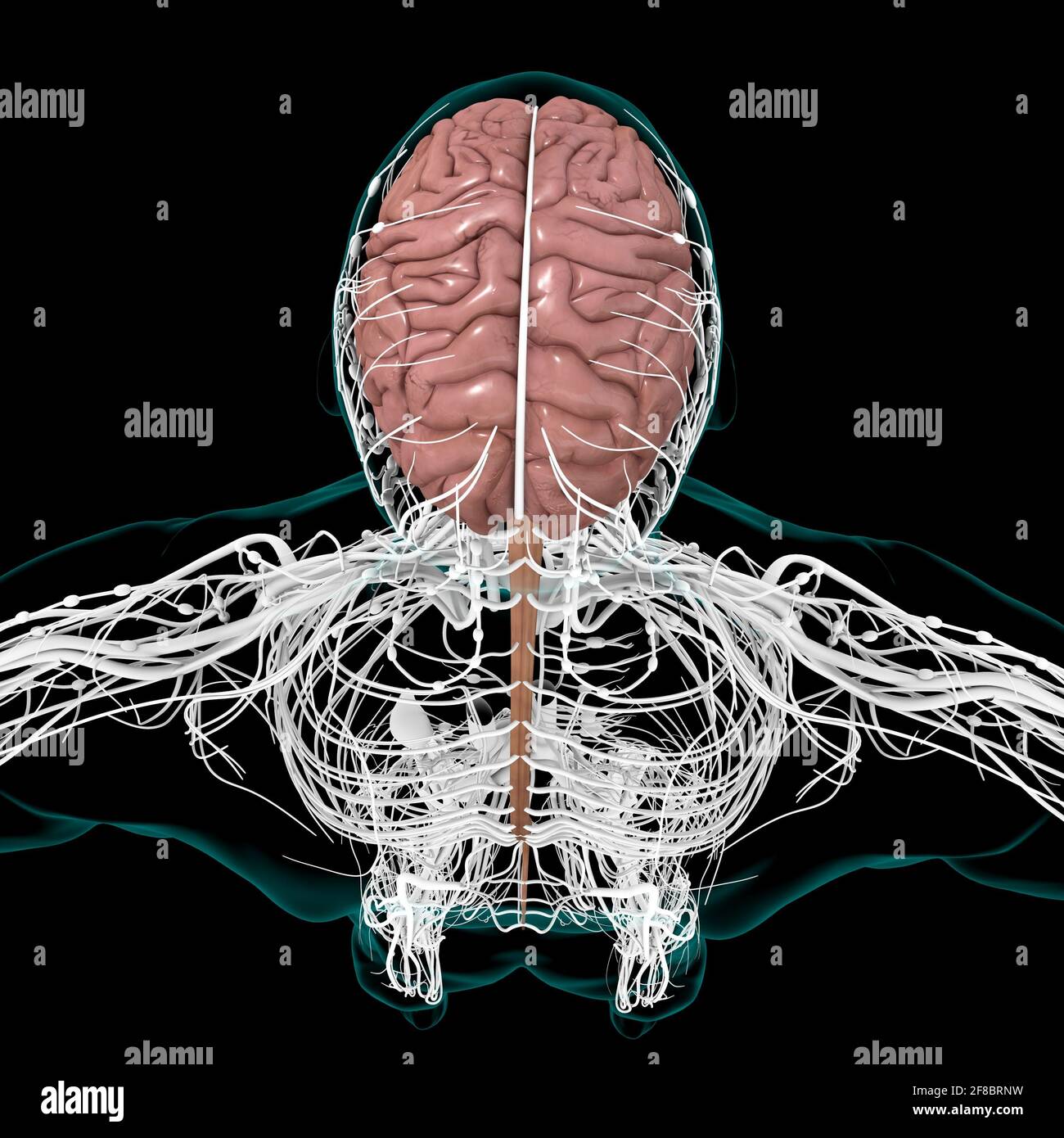 Human Brain Anatomy For Medical Concept 3D Illustration Stock Photo - Alamy