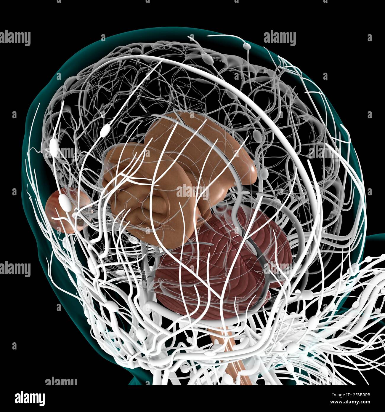 Human Brain inner parts Anatomy For Medical Concept 3D Illustration ...