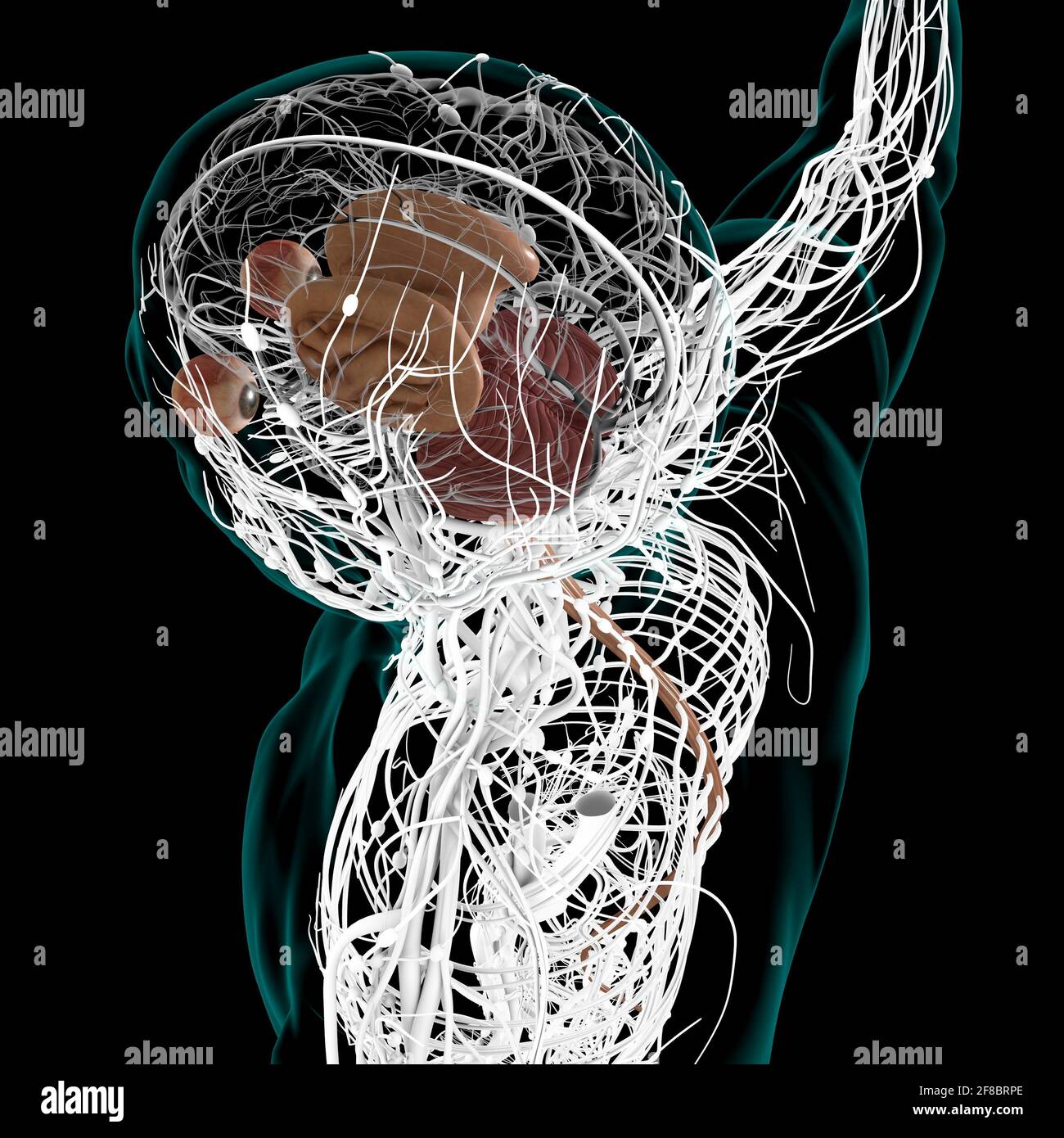 Human Brain inner parts Anatomy For Medical Concept 3D Illustration ...