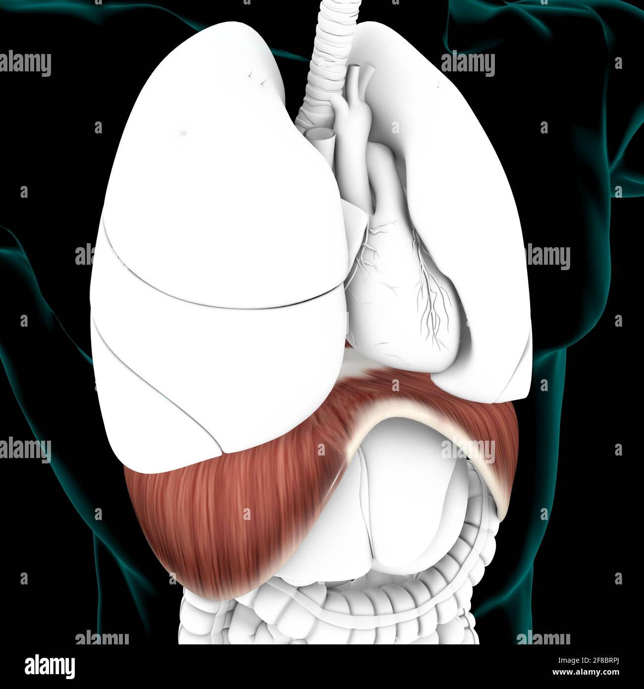 Diaphragm Human Respiratory System Anatomy For Medical Concept 3D ...
