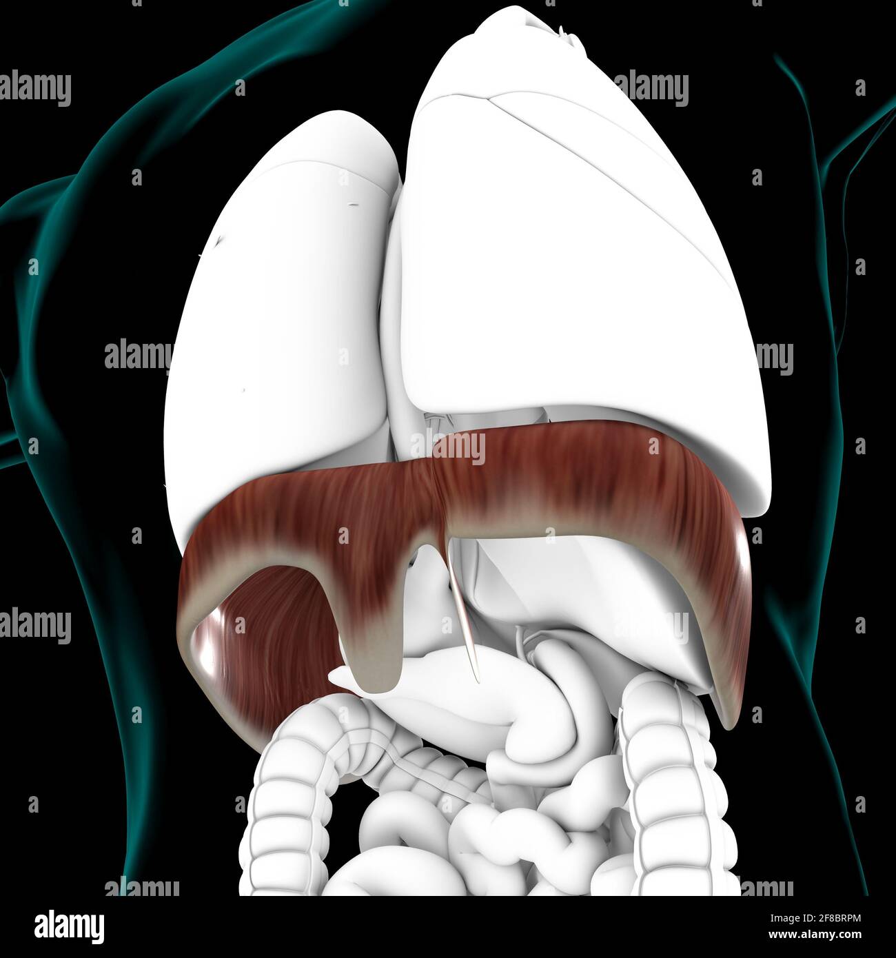 Diaphragm Diagram High Resolution Stock Photography and Images - Alamy