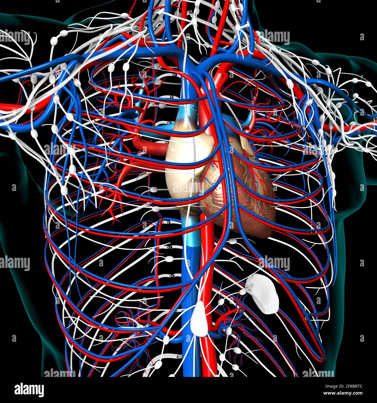 Circulatory system heart lungs hi-res stock photography and images - Alamy