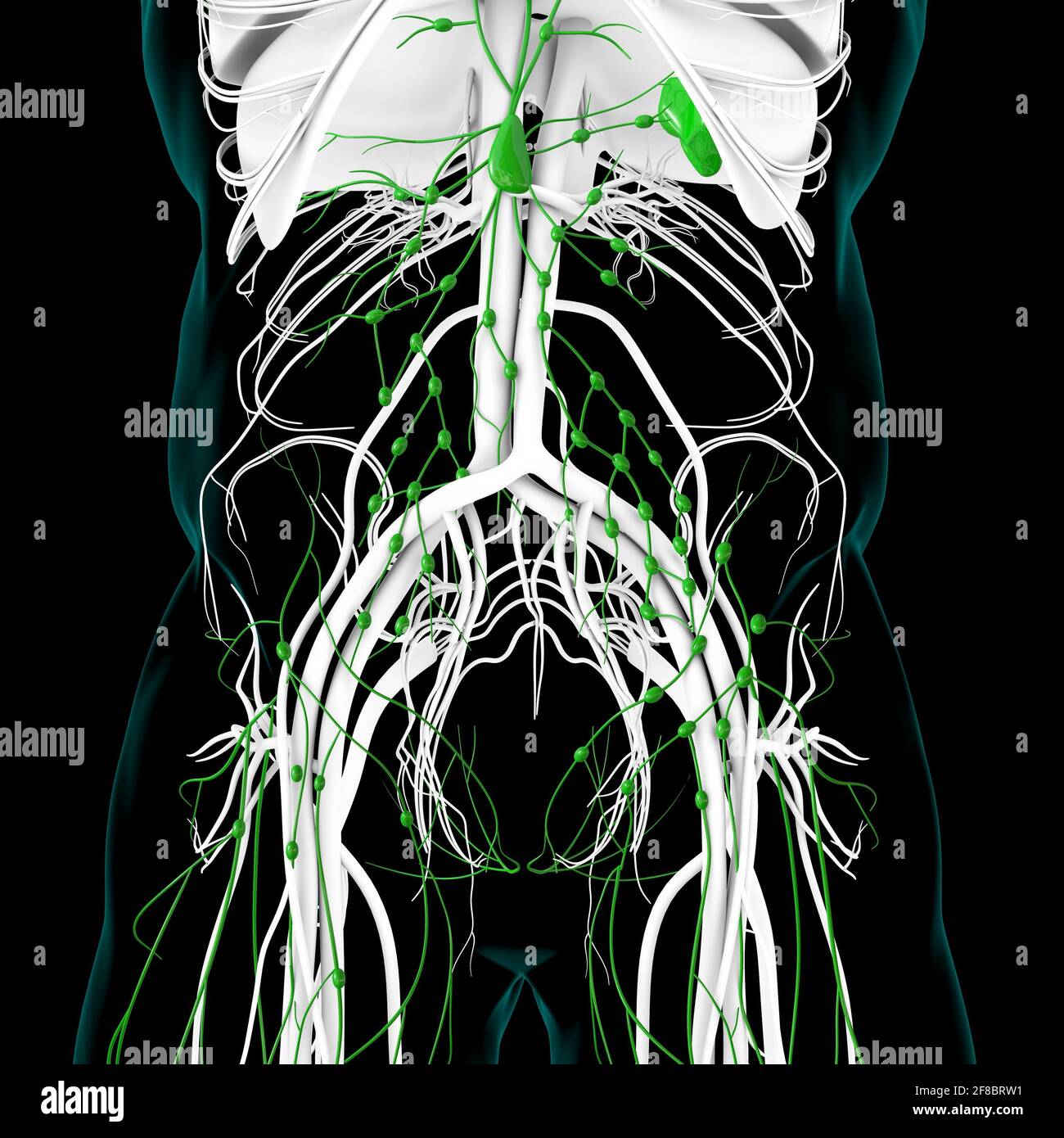 Human Lymph Nodes Anatomy For Medical Concept 3D Illustration Stock ...