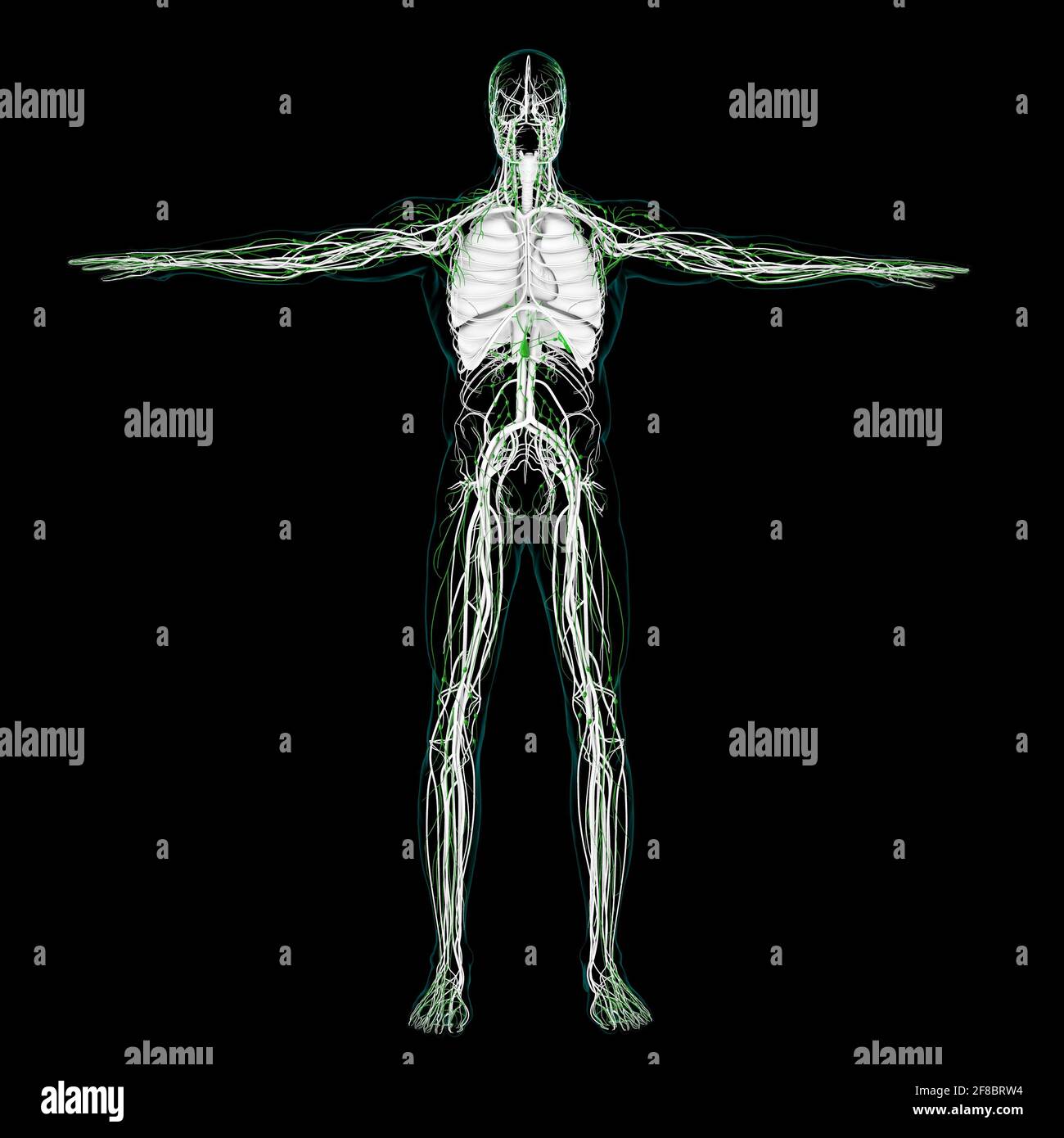 Human Lymph Nodes Anatomy For Medical Concept 3D Illustration Stock ...