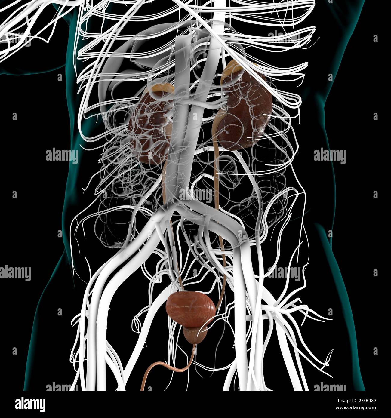 Human Urinary System Kidneys with Bladder Anatomy For Medical Concept ...