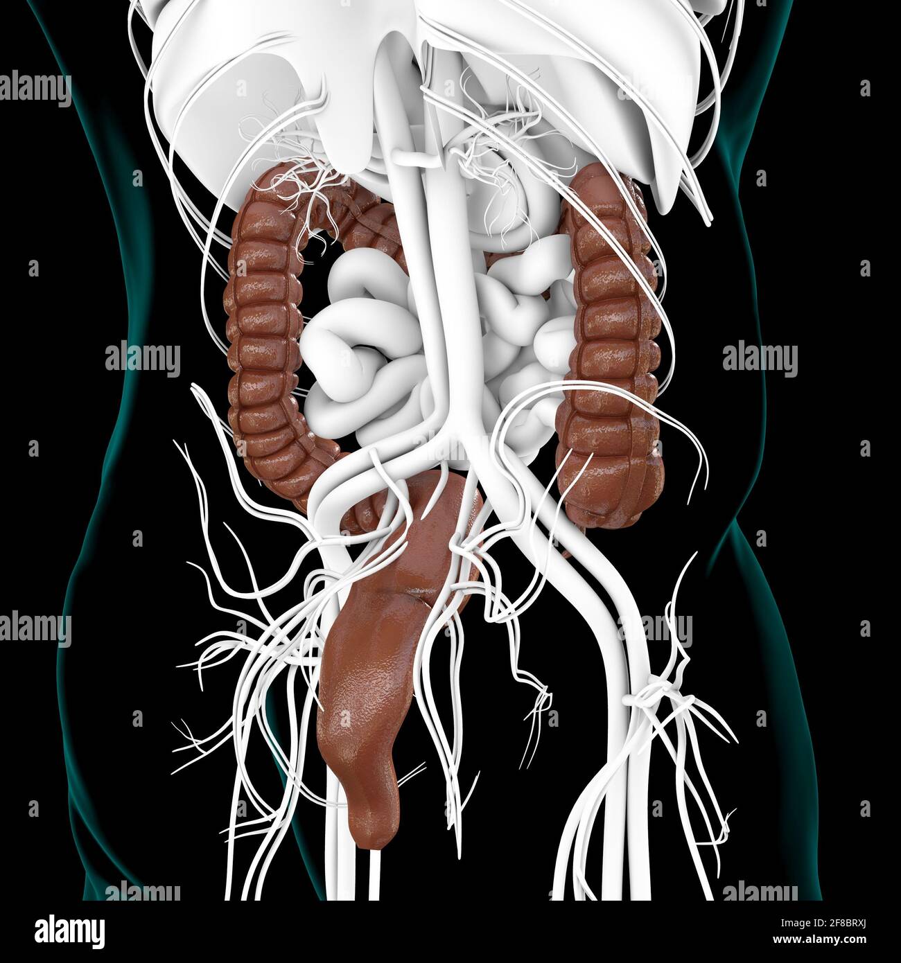 Large Intestine 3D Illustration Human Digestive System Anatomy For ...