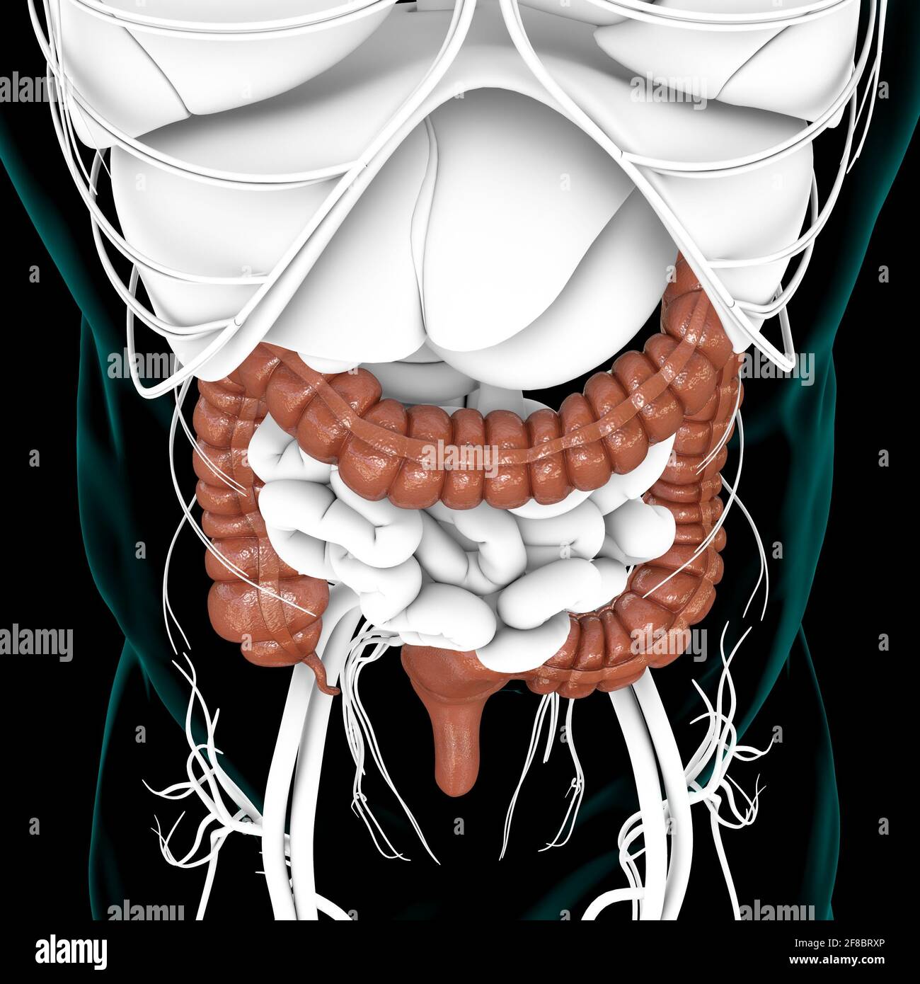 Large Intestine 3D Illustration Human Digestive System Anatomy For ...