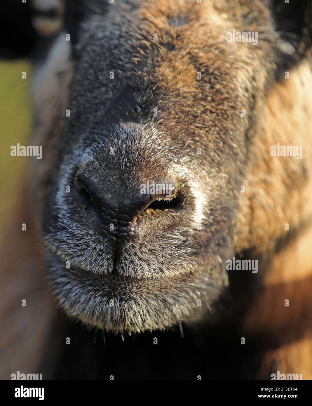 Curious sheep on the pasture Stock Photo - Alamy