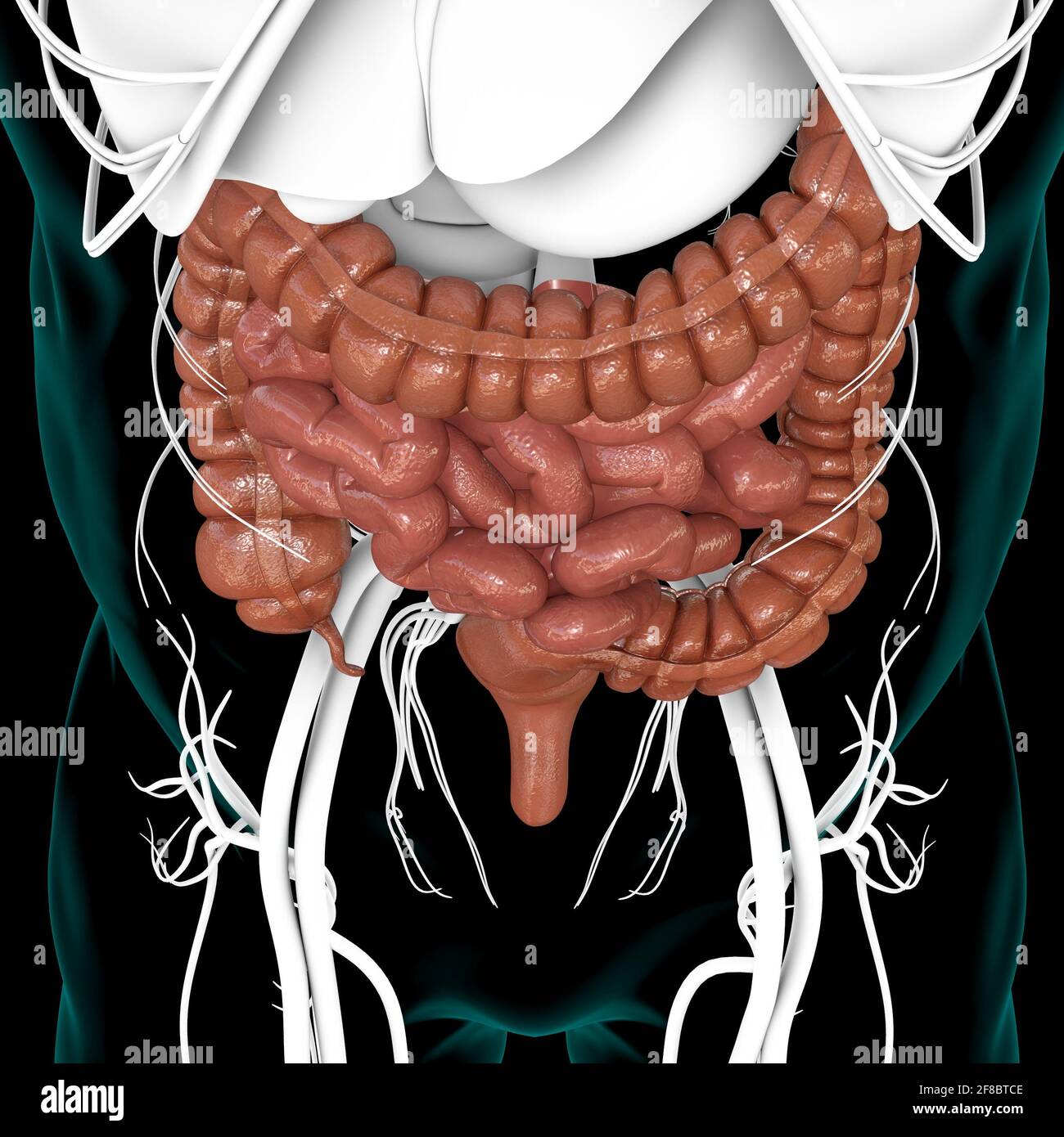 Small and Large Intestine 3D Illustration Human Digestive System ...