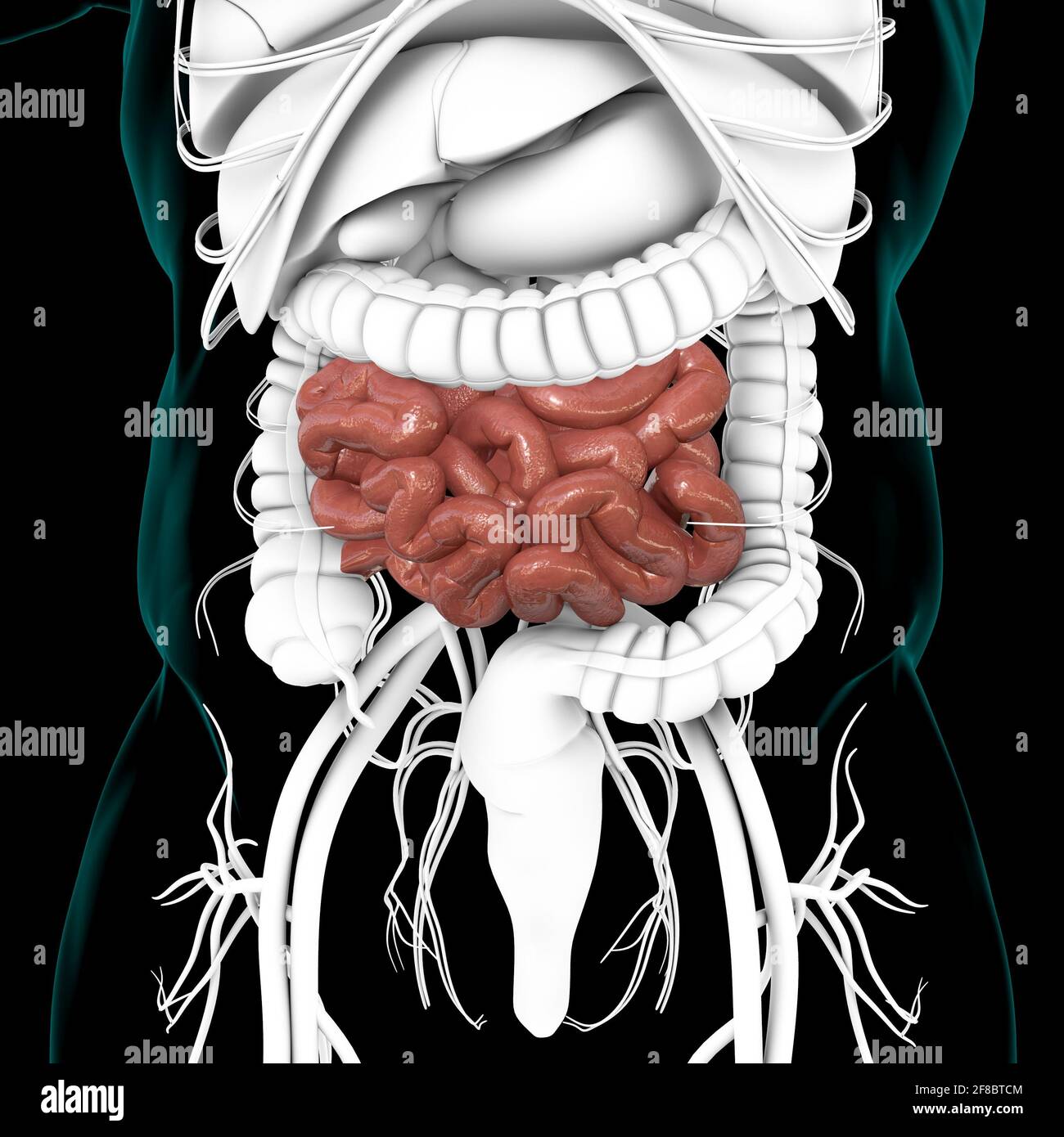 Small Intestine 3D Illustration Human Digestive System Anatomy For ...