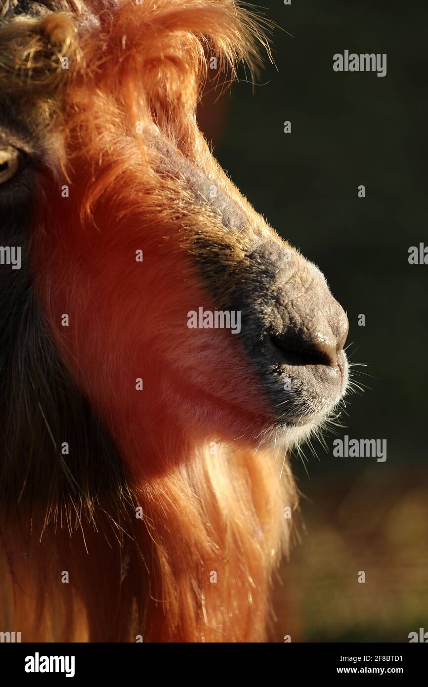 Curious goat in a pasture Stock Photo - Alamy
