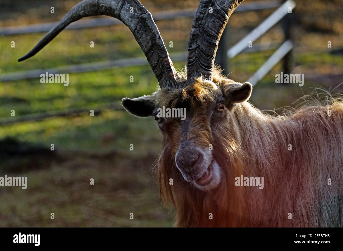 Curious goat in a pasture Stock Photo - Alamy