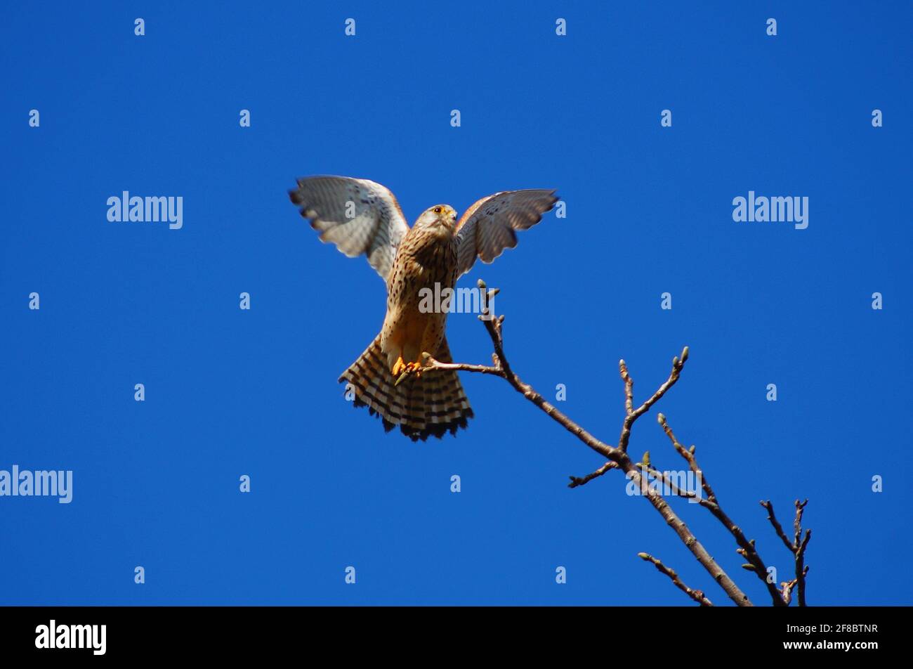 Eurasian kestrel female hi-res stock photography and images - Alamy