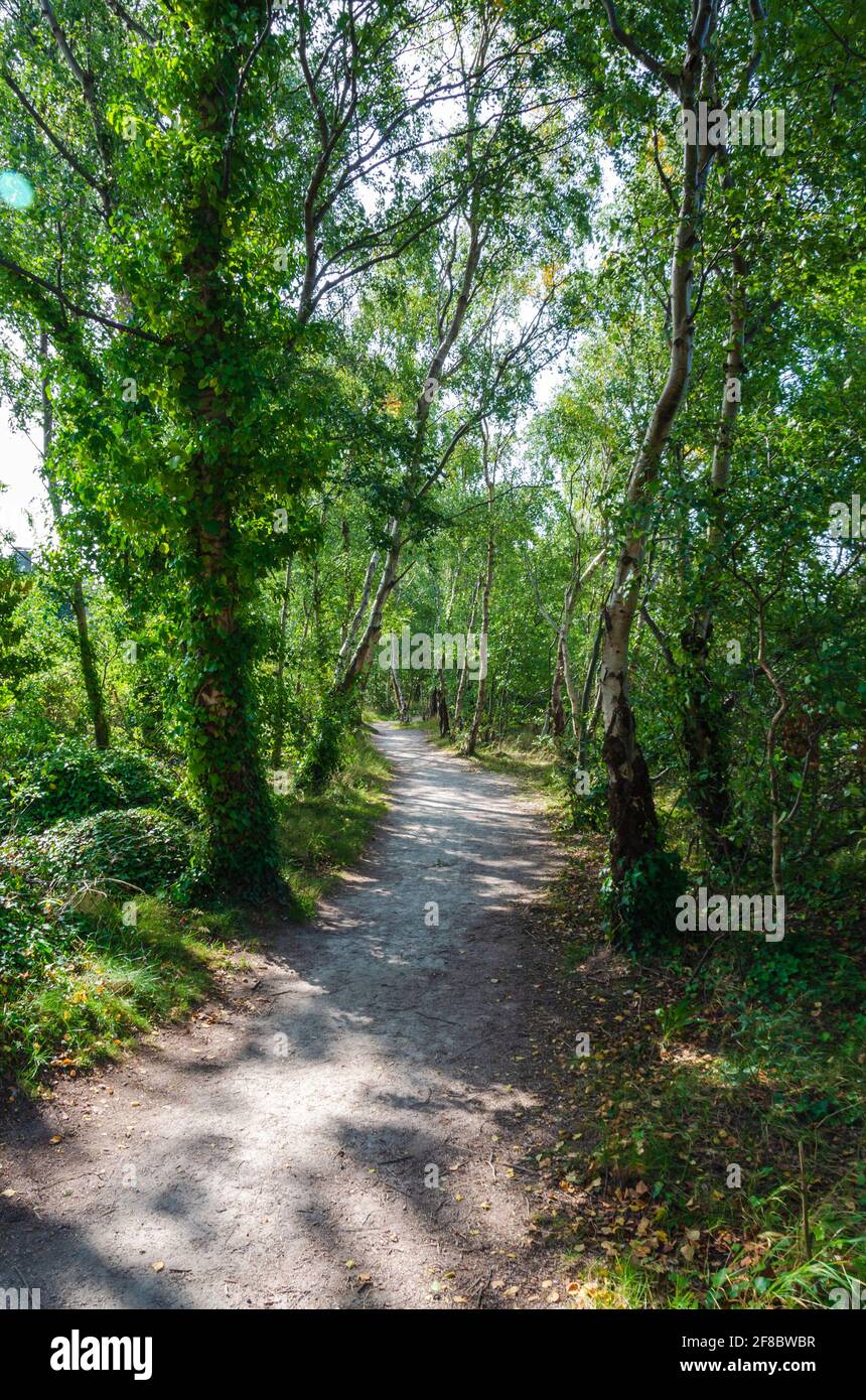 A tree lined section of the North Wales Coastal Path where it passes ...