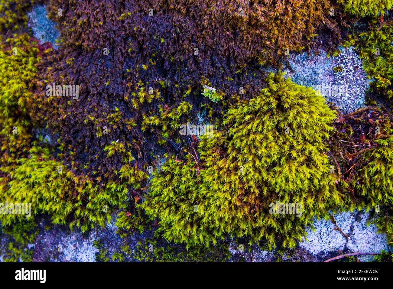 natural marble covered in moss and grass Stock Photo - Alamy