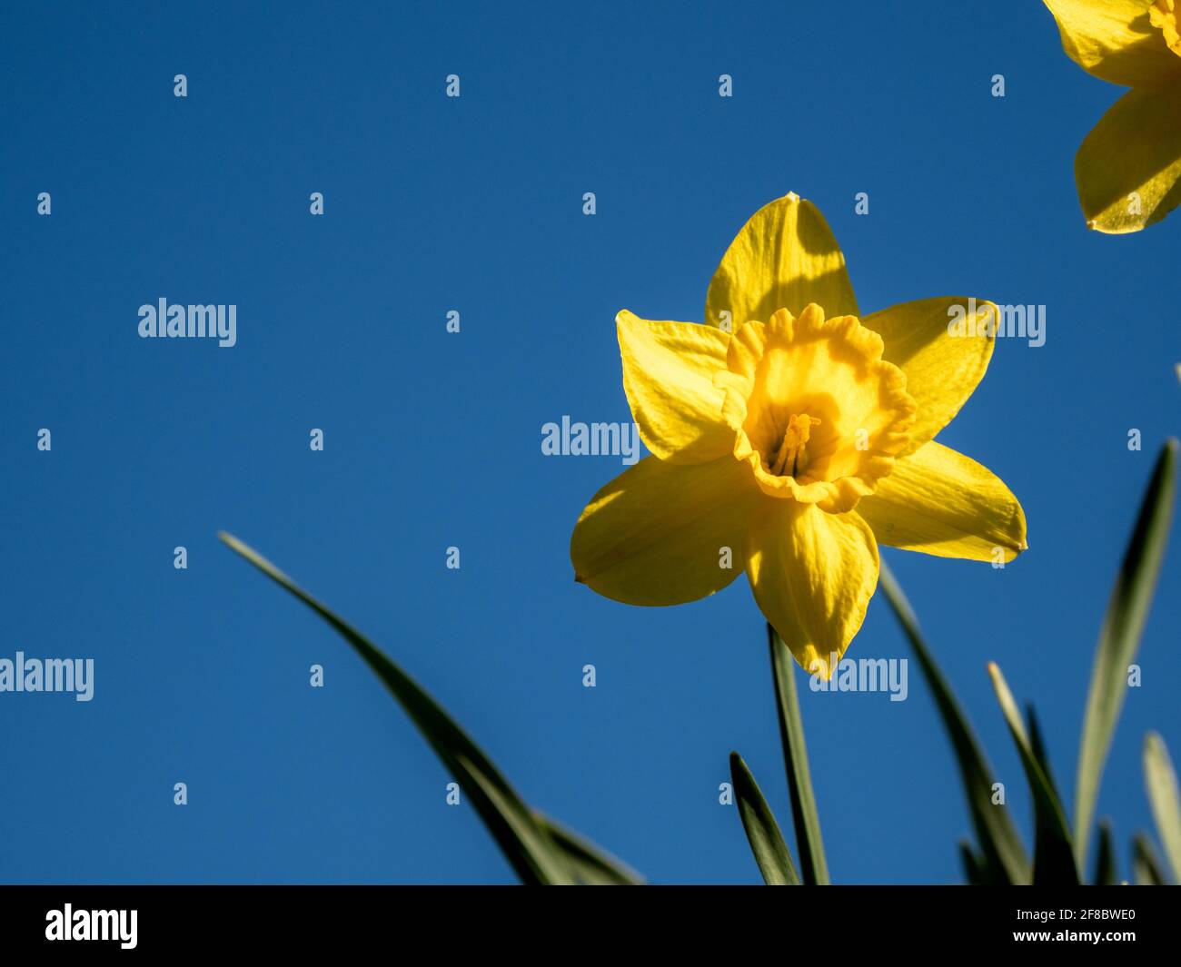 single daffodil blue sky Stock Photo - Alamy