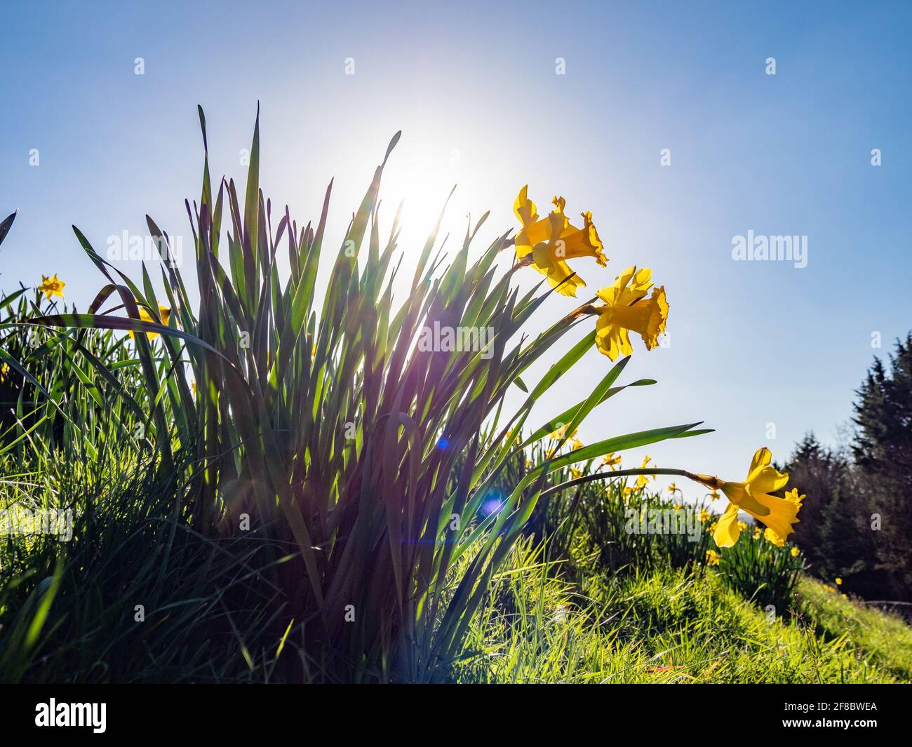 spring flowering daffodils Stock Photo - Alamy spring flowering daffodils Stock Photo - Alamy