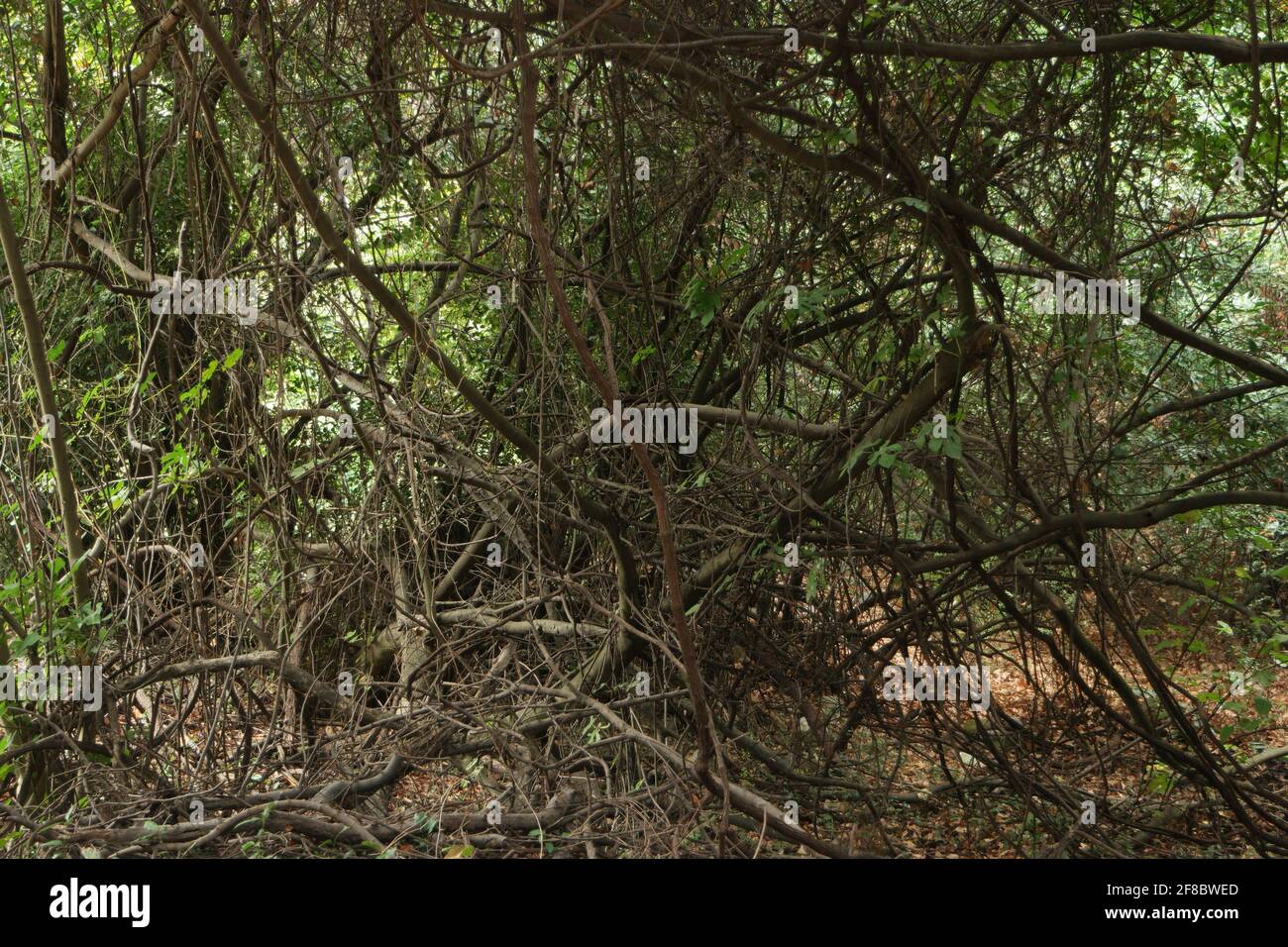 Swirly tree hi-res stock photography and images - Alamy