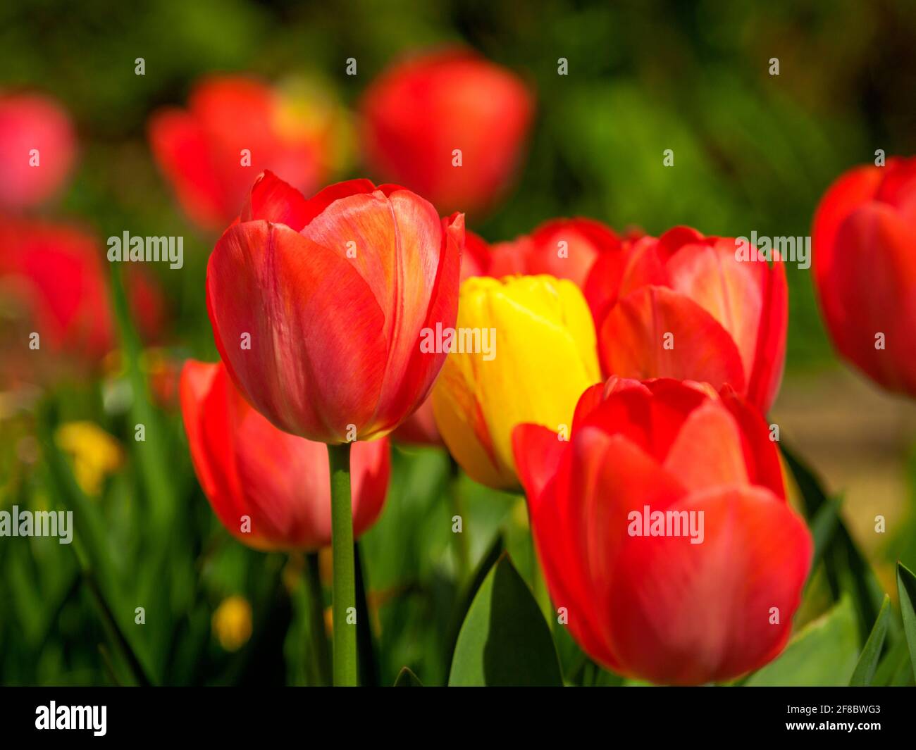 Beautiful yellow red tulip flowers hi-res stock photography and images ...