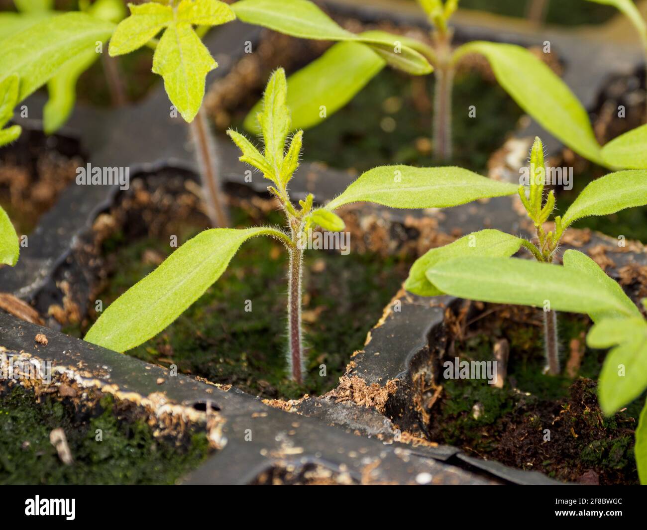 tomato plant seedlings growing in pots Stock Photo - Alamy