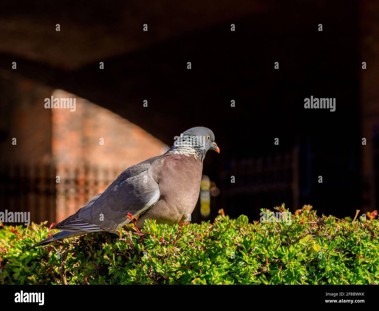 pigeon sat in the sun Stock Photo - Alamy