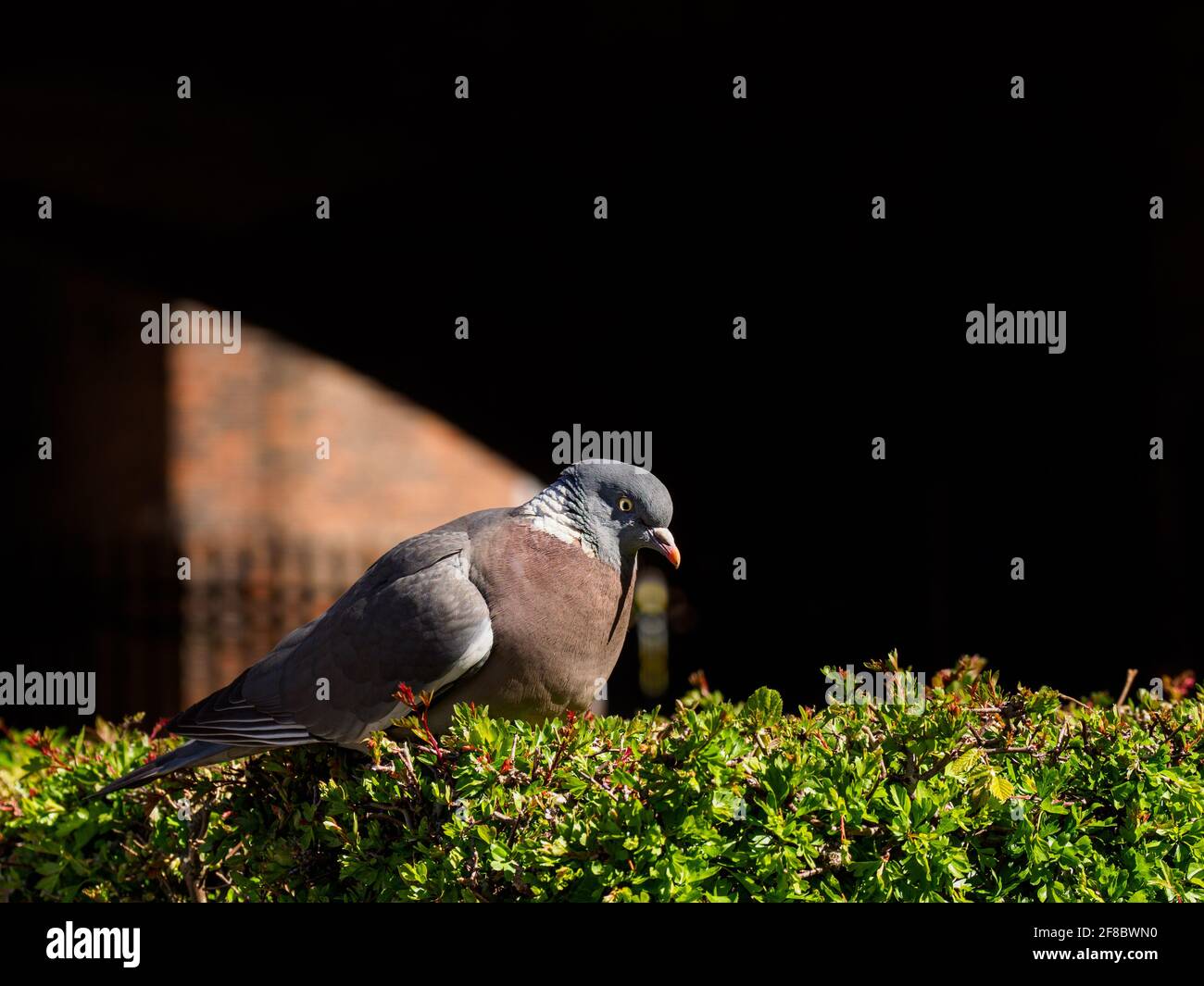 bird sat in the sunshine Stock Photo - Alamy