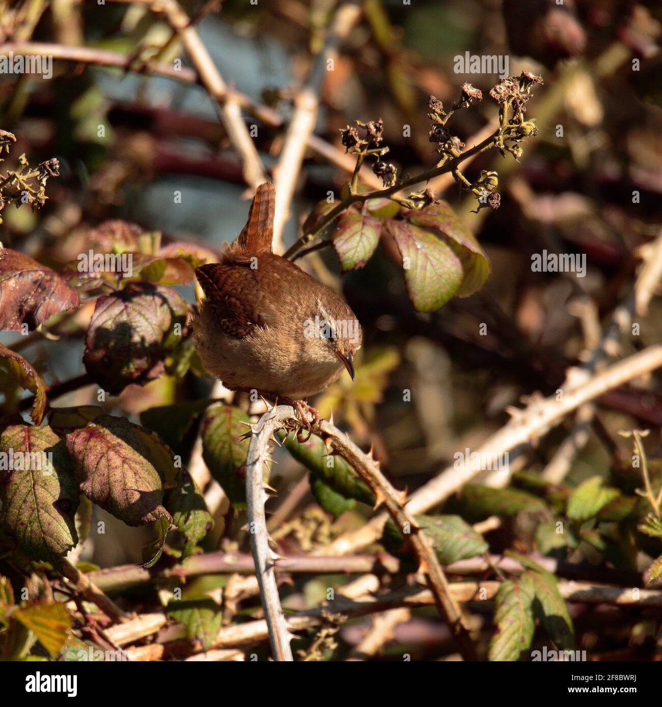 Wren bird ireland hi-res stock photography and images - Alamy