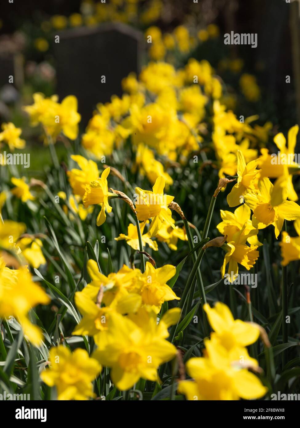 Daffodil flower arrangement hi-res stock photography and images - Alamy
