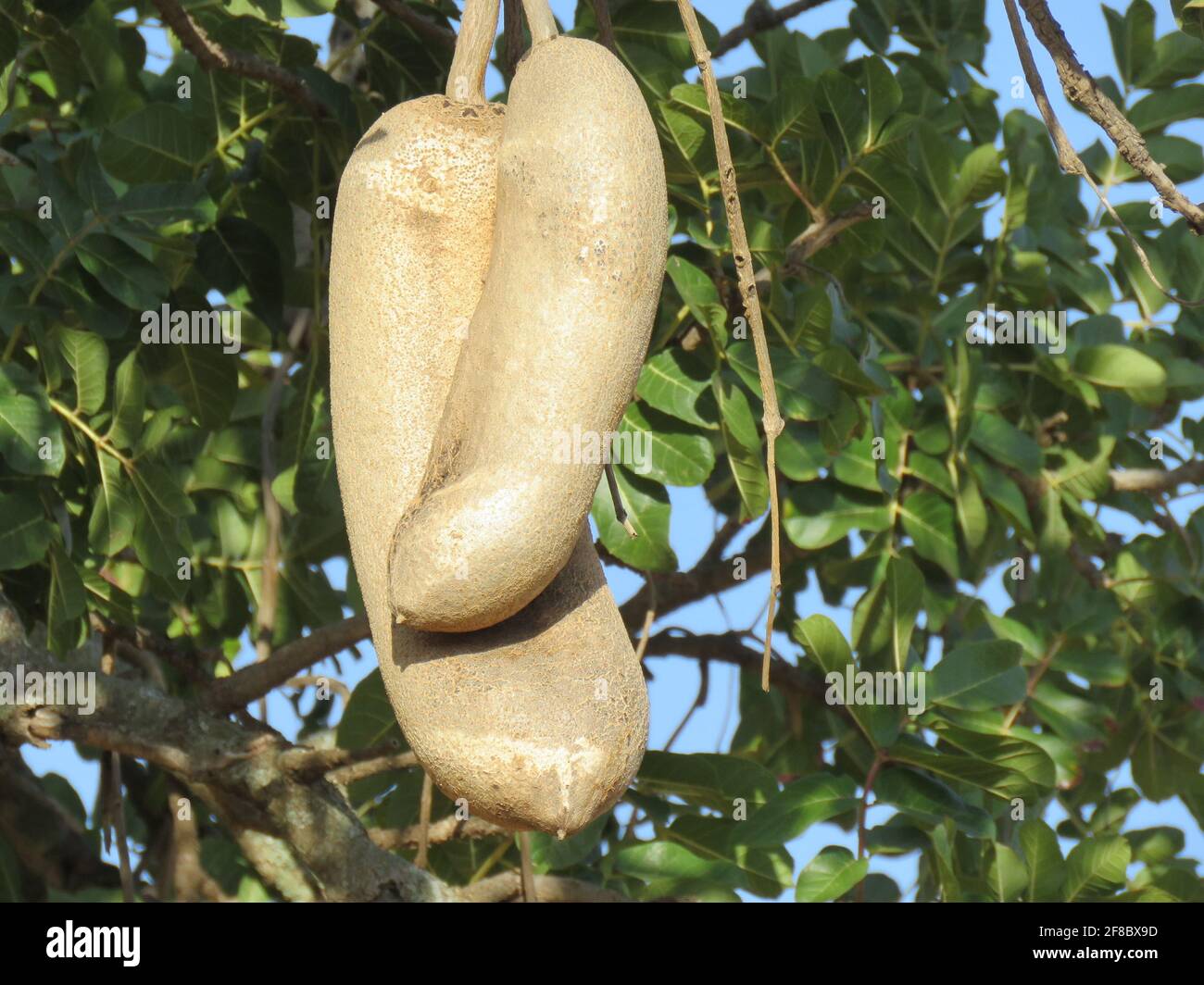 Fruit of sausage tree Stock Photo - Alamy
