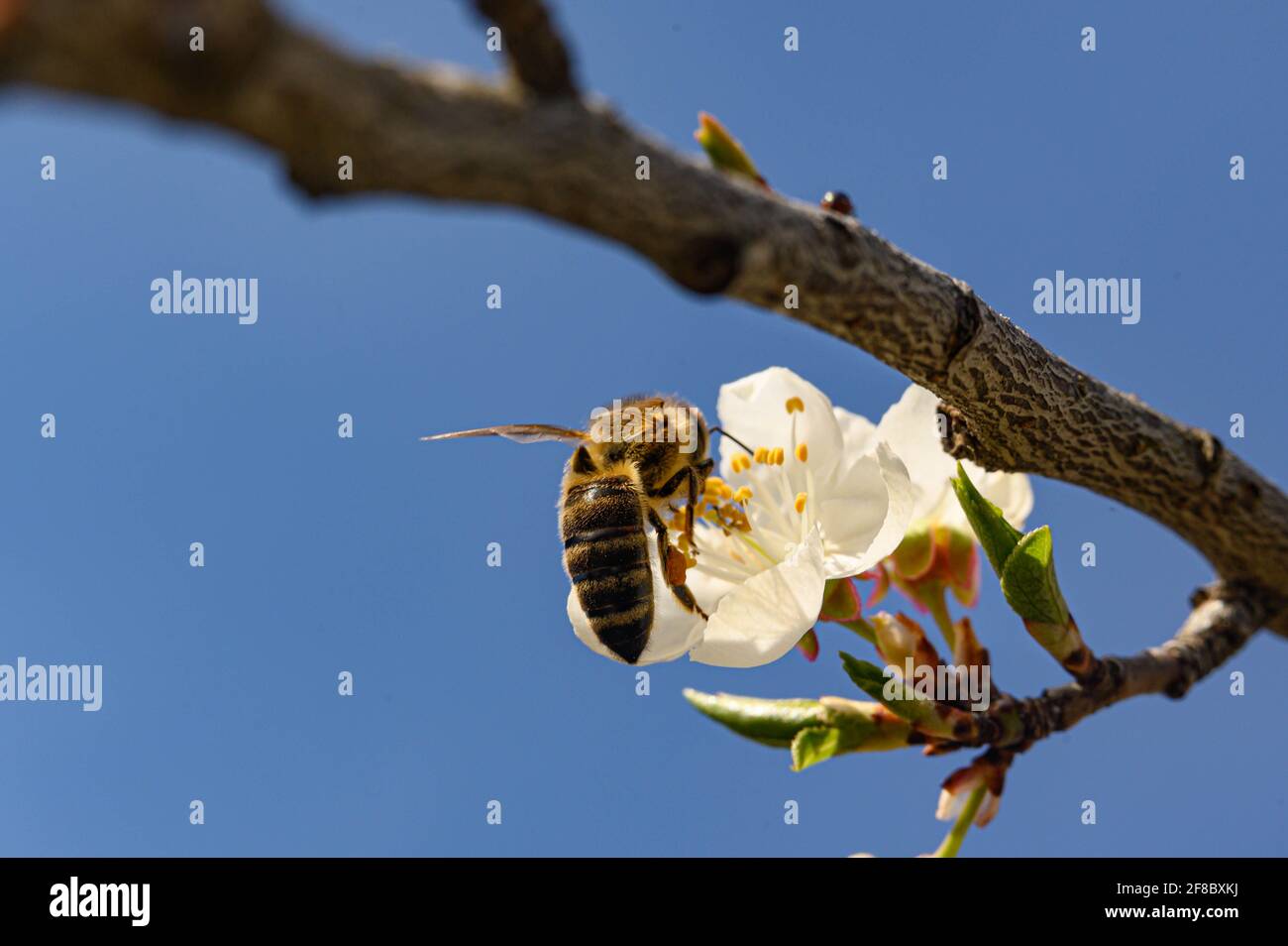 Illustration cute cartoon bee character hi-res stock photography and ...