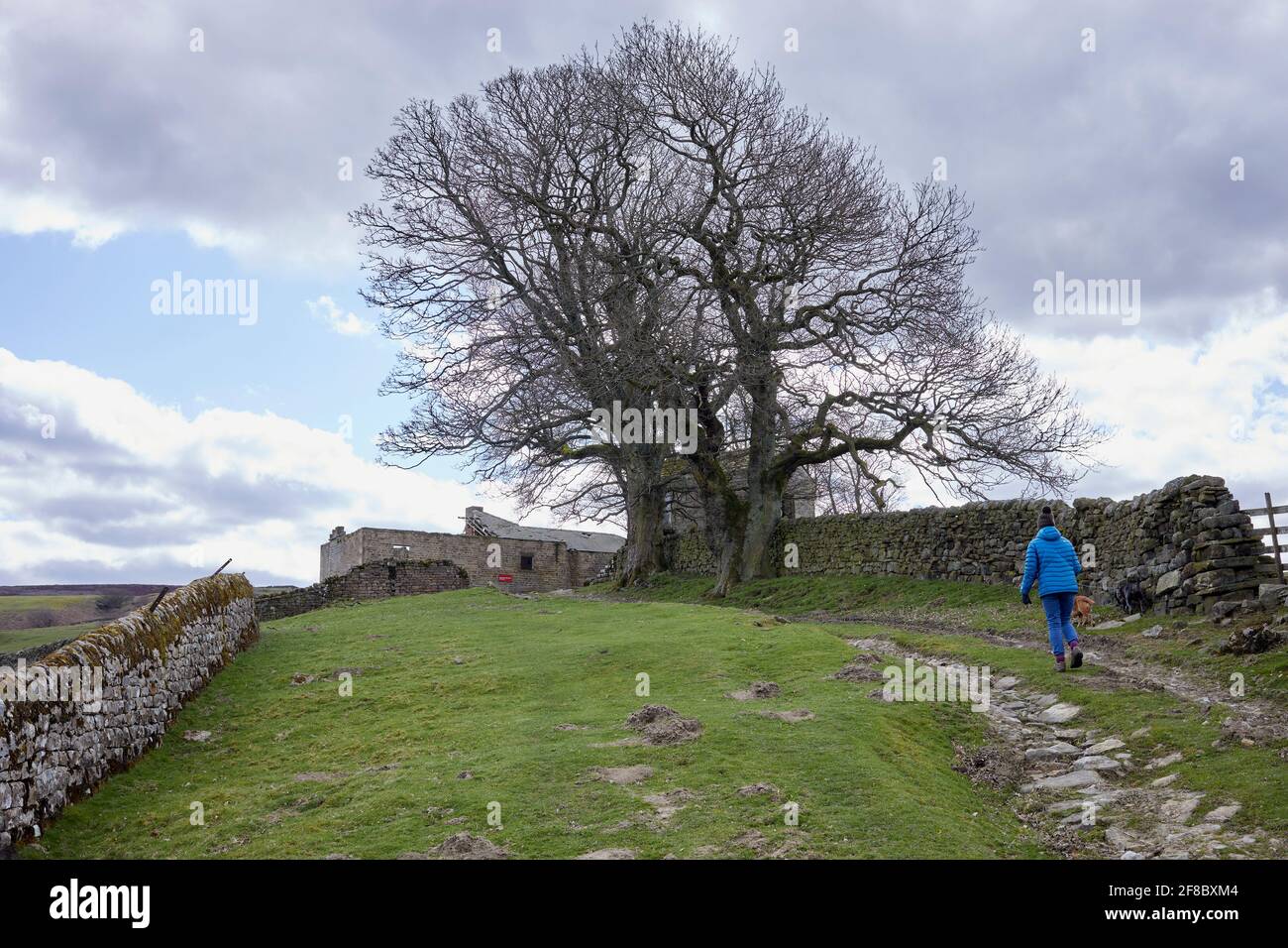Adult woman and 2 pet dogs approaching derelict Round Hill farm ...
